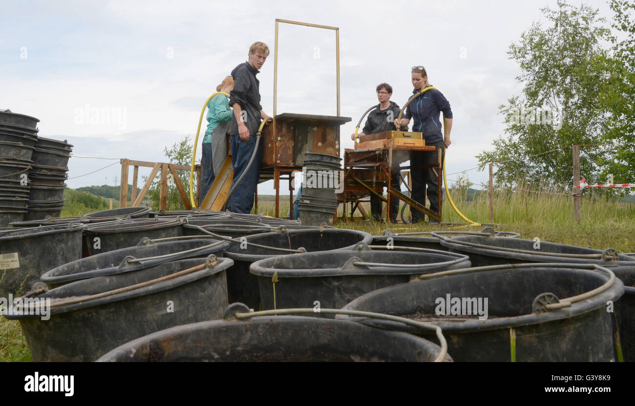 Schoeningen, Germany. 15th June, 2016. Dutch students clean the soil to ...