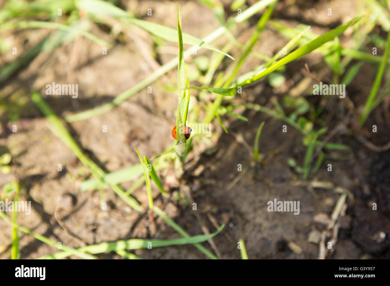 Red ladybug hi-res stock photography and images - Alamy
