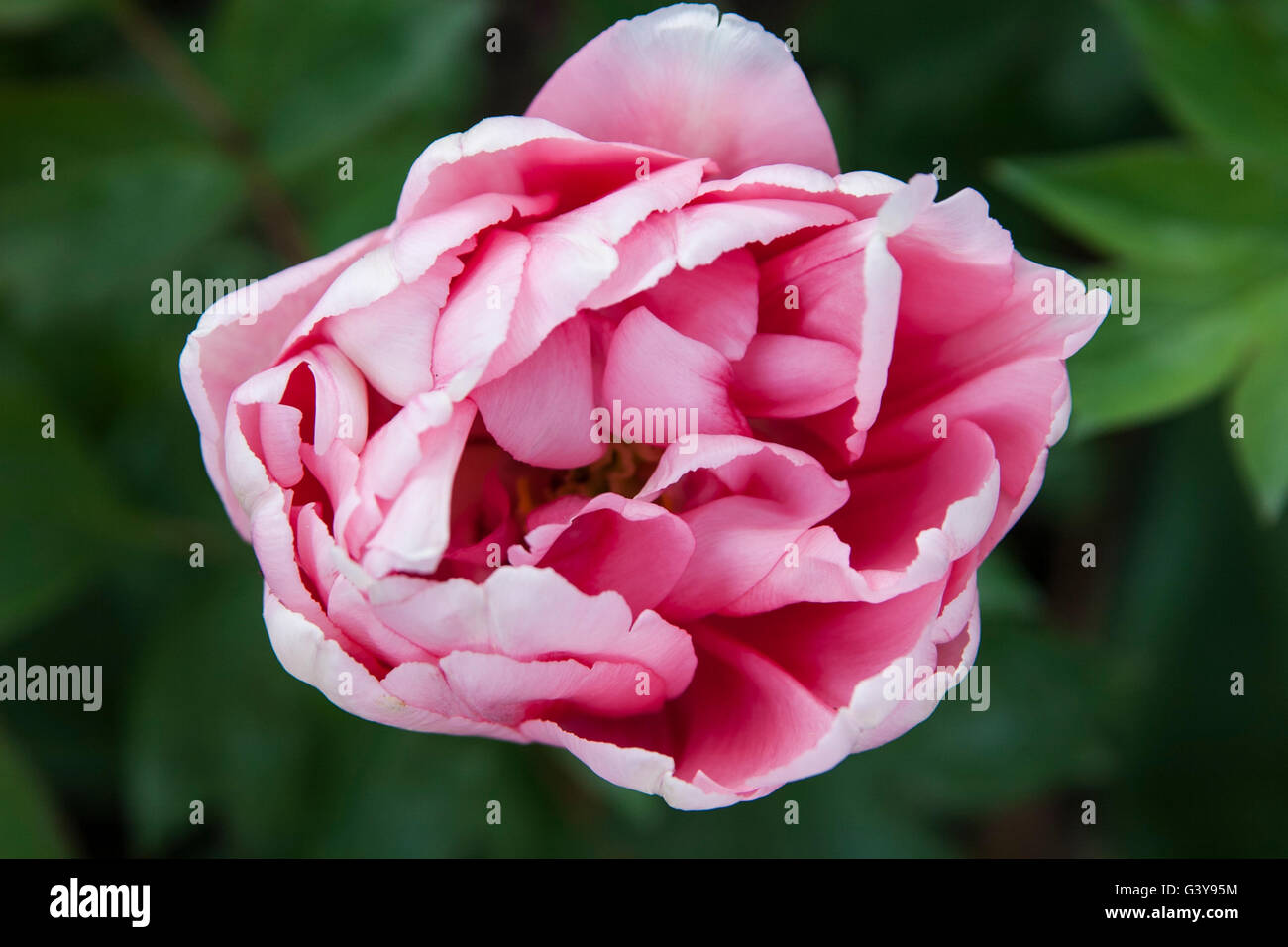 Rosaceae Rosa Closeup of pink flower Stock Photo - Alamy