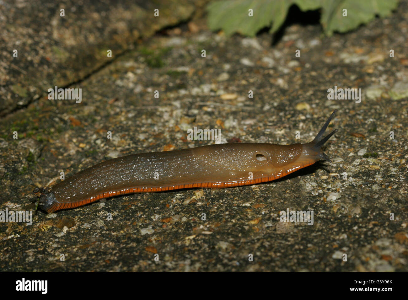 Large Red Slug, Arion ater, single adult crawling along ground at night ...