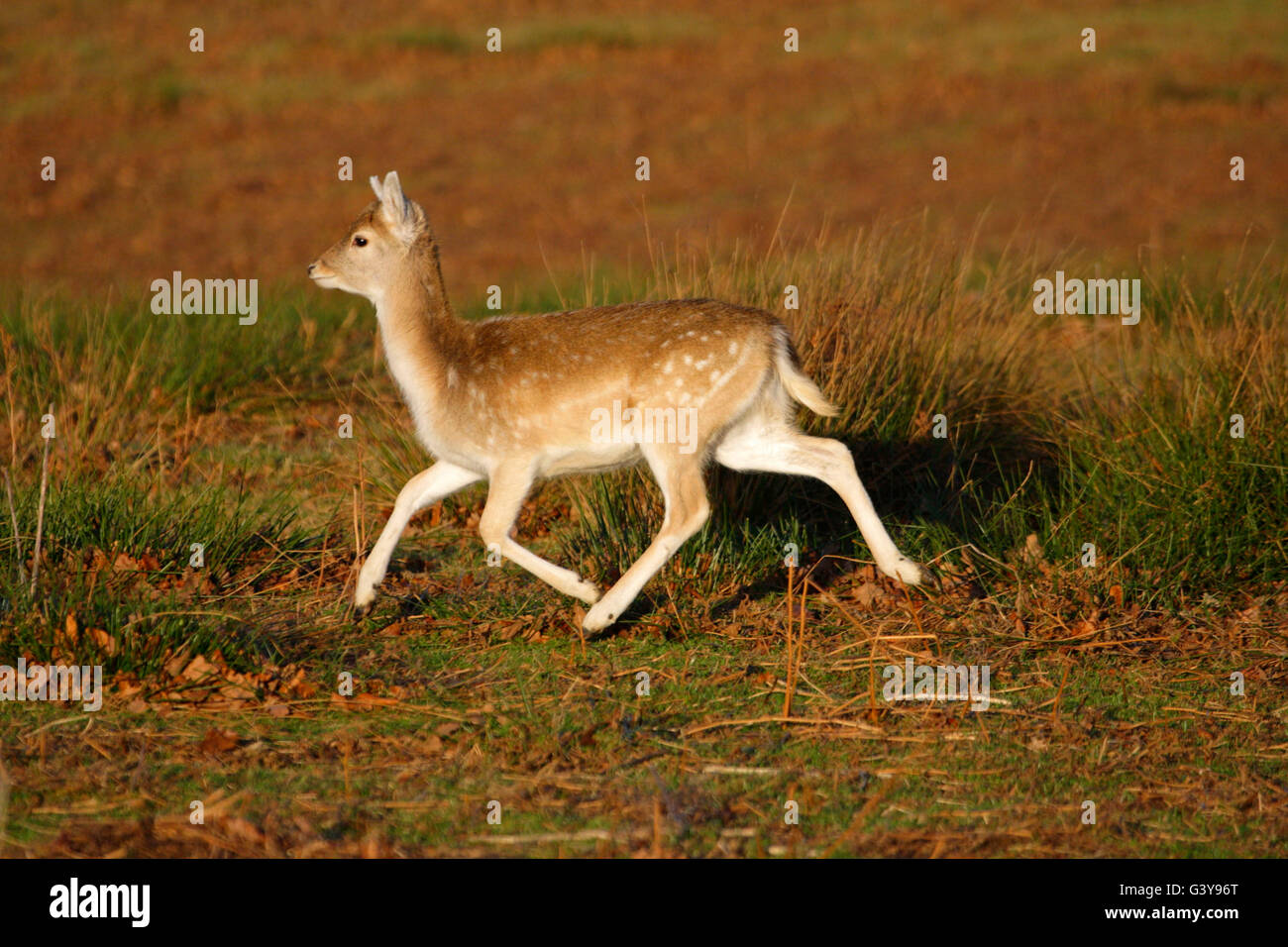 Fallow Deer, Dama dama, single fawn running through grass. Taken ...