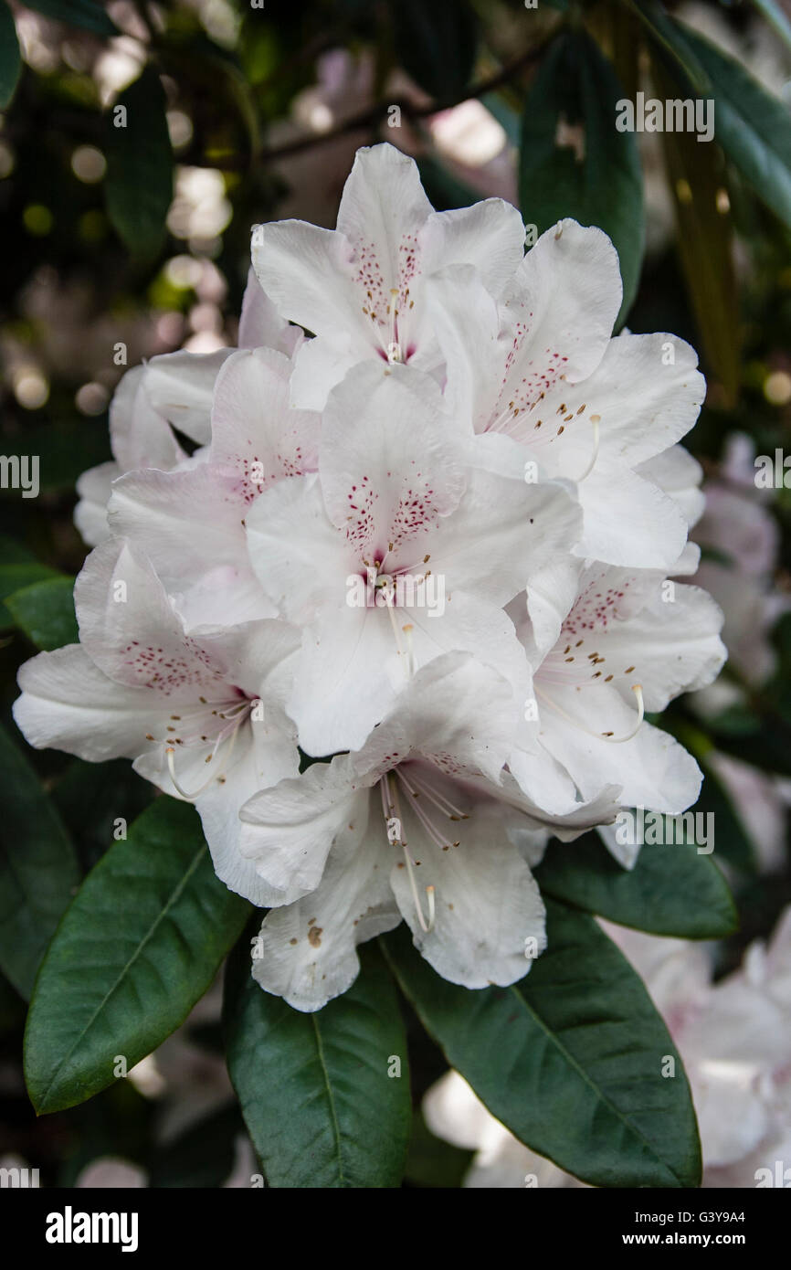 Ericaceae Rhododendron. Close up of white flower Stock Photo - Alamy