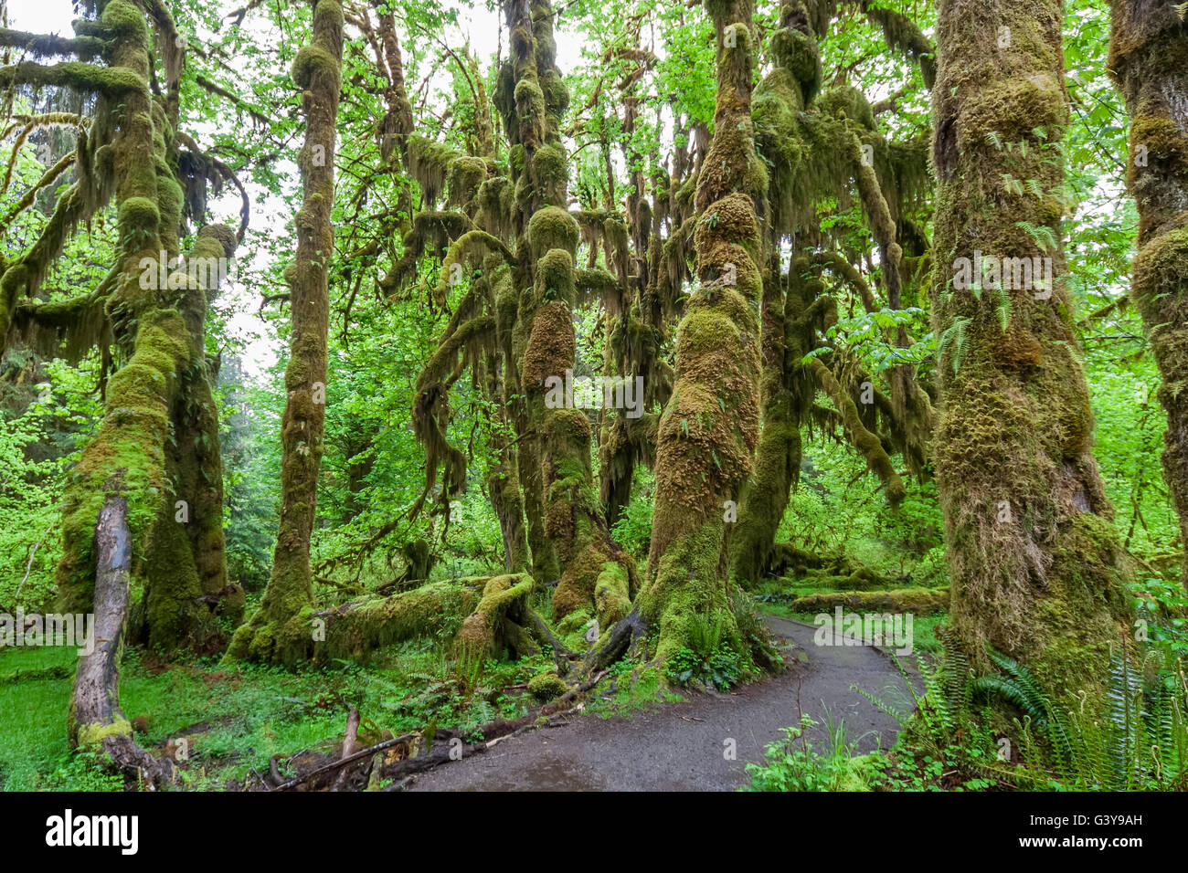 Temperate Rainforest Fauna