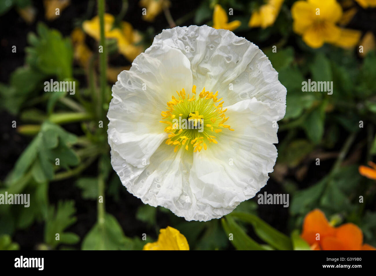 Wet white flower hi-res stock photography and images - Alamy