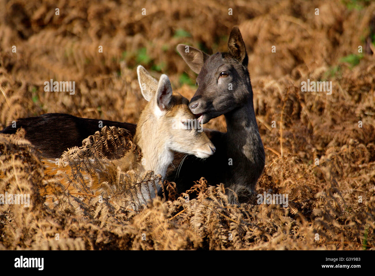 Fallow Deer, Dama dama, single adult female, dark form, grooming fawn ...