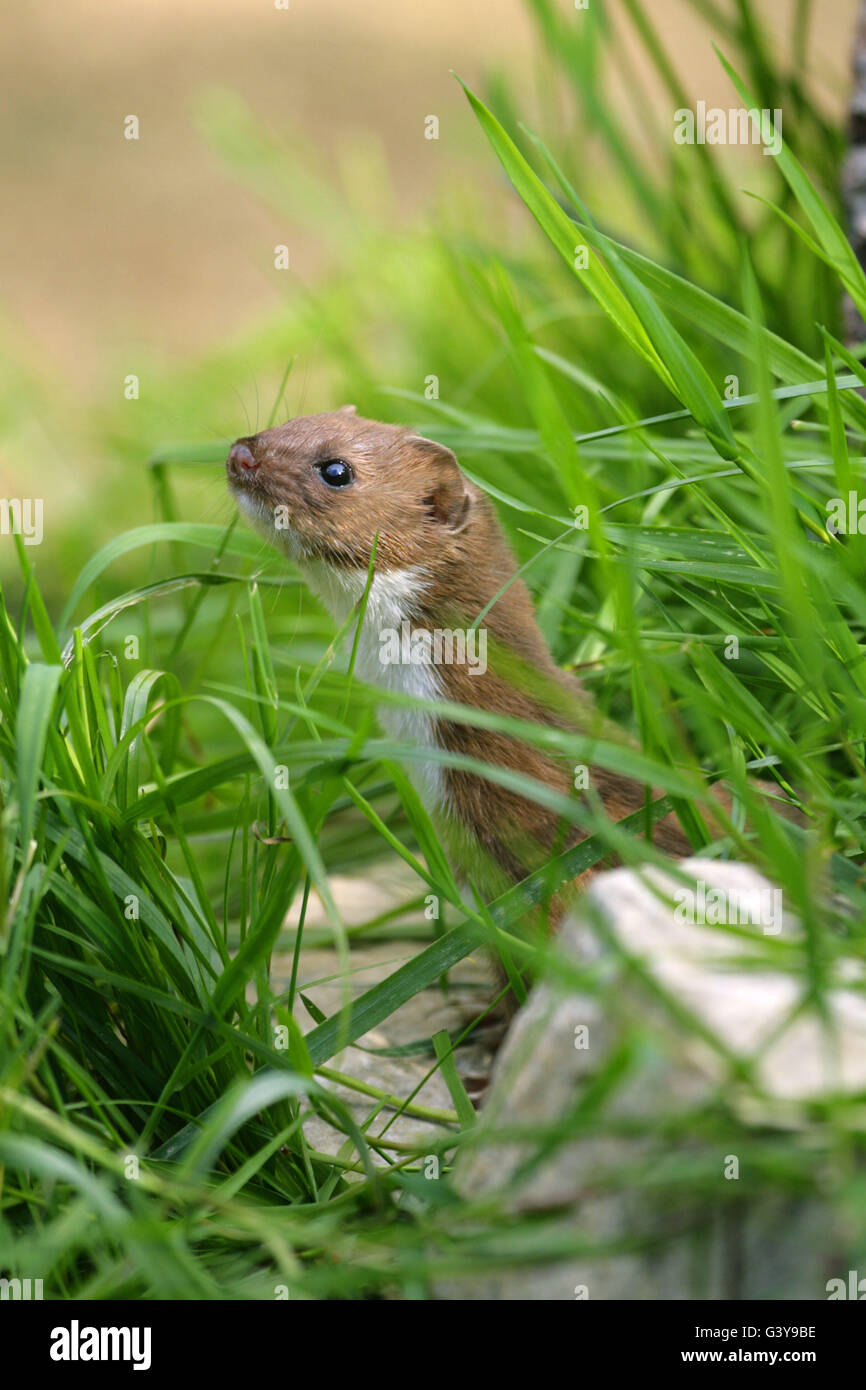 Mustelids hi-res stock photography and images - Alamy