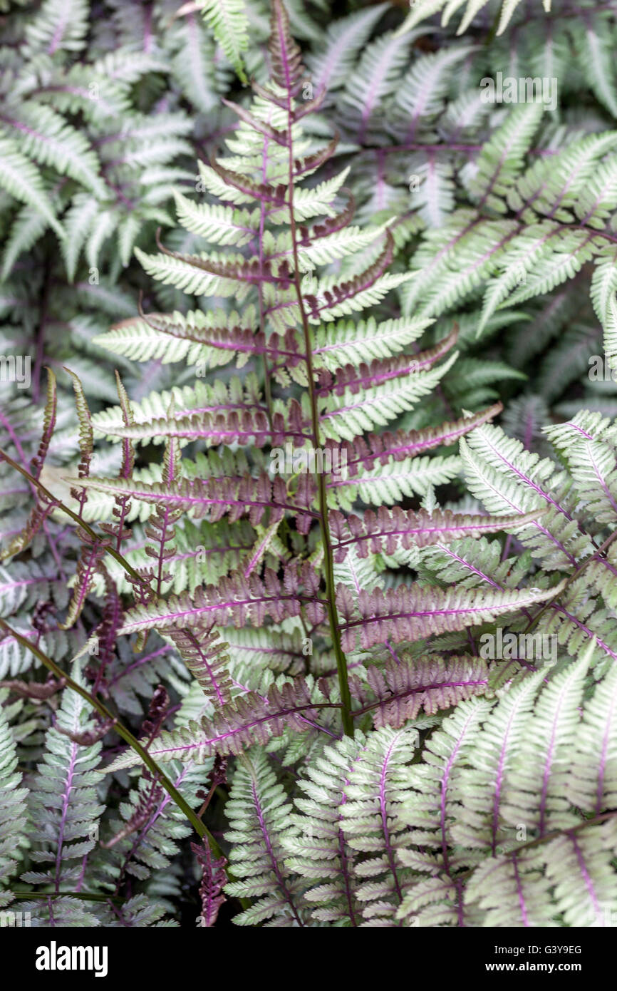 Athyrium nipponicum 'Ursula's Red', fern decorative leaves Stock Photo ...