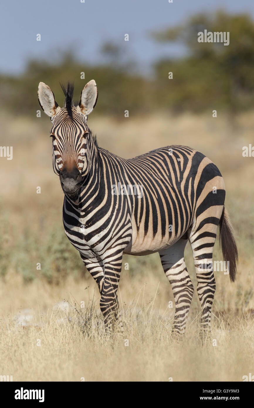 Hartmanns zebra equus zebra hartmannae hi-res stock photography and ...