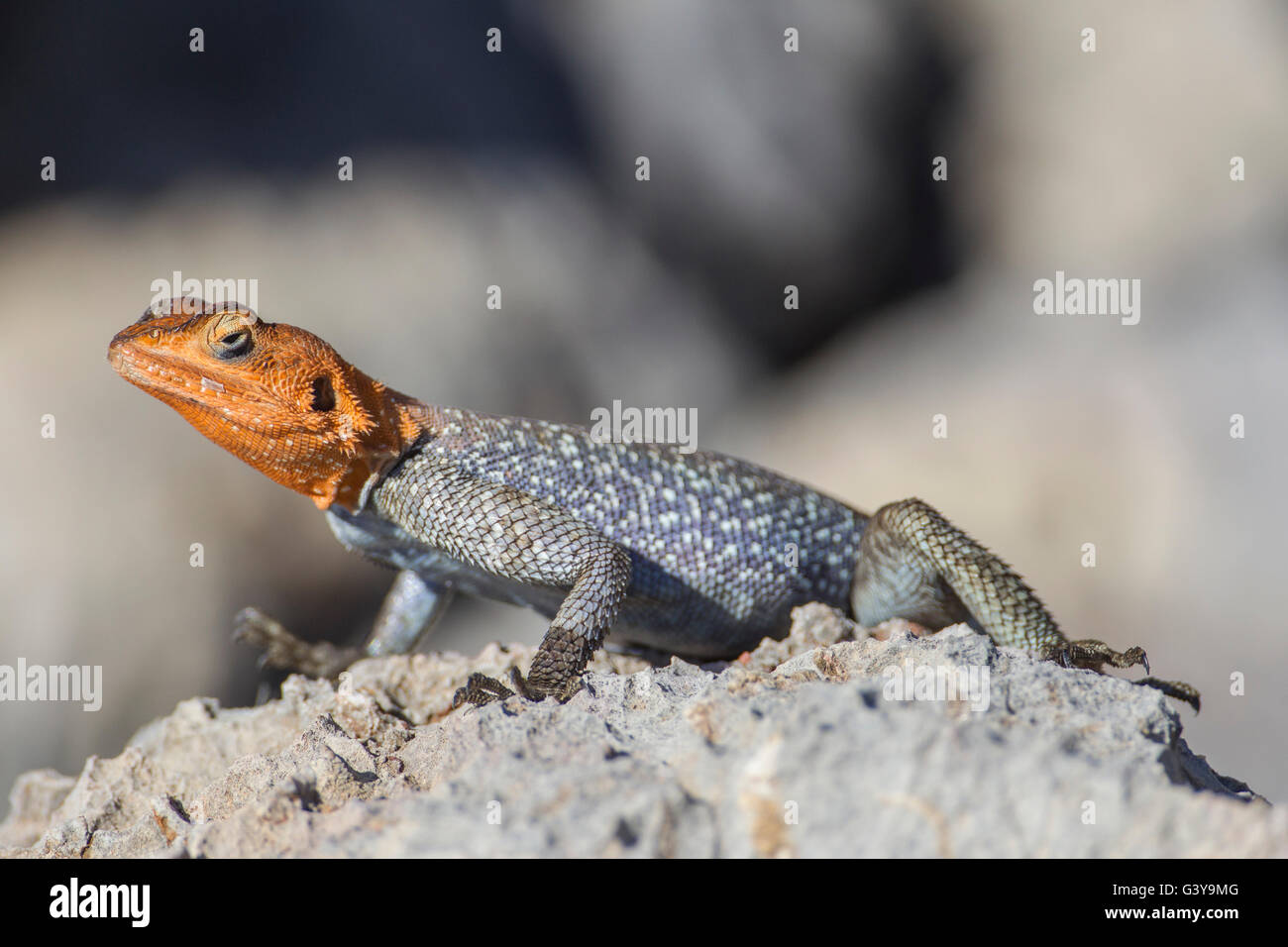 Rock agame (Agama planiceps), male, Etosha National Park, Namibia ...