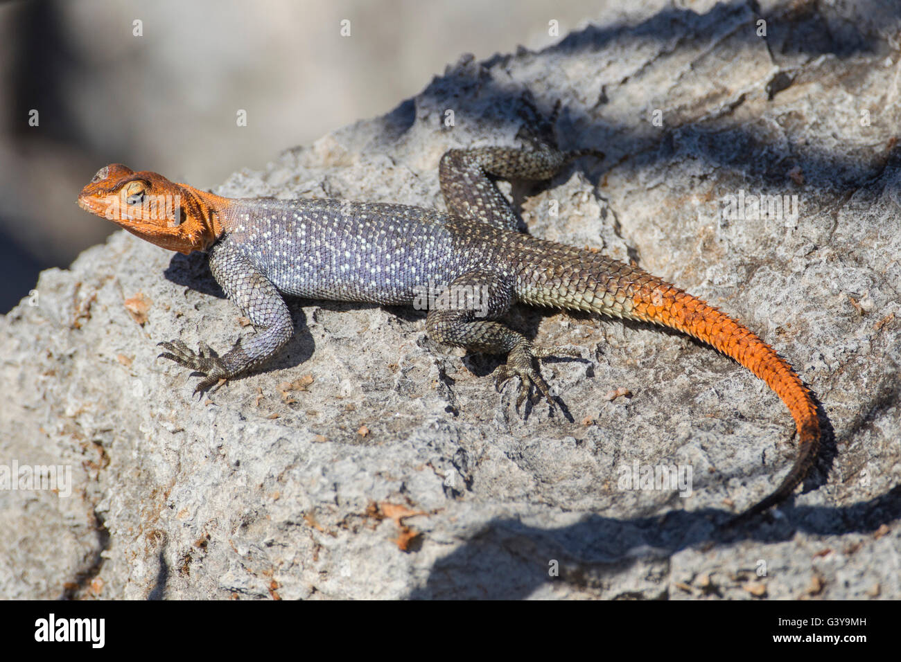 Rock agame (Agama planiceps), male, Etosha National Park, Namibia ...