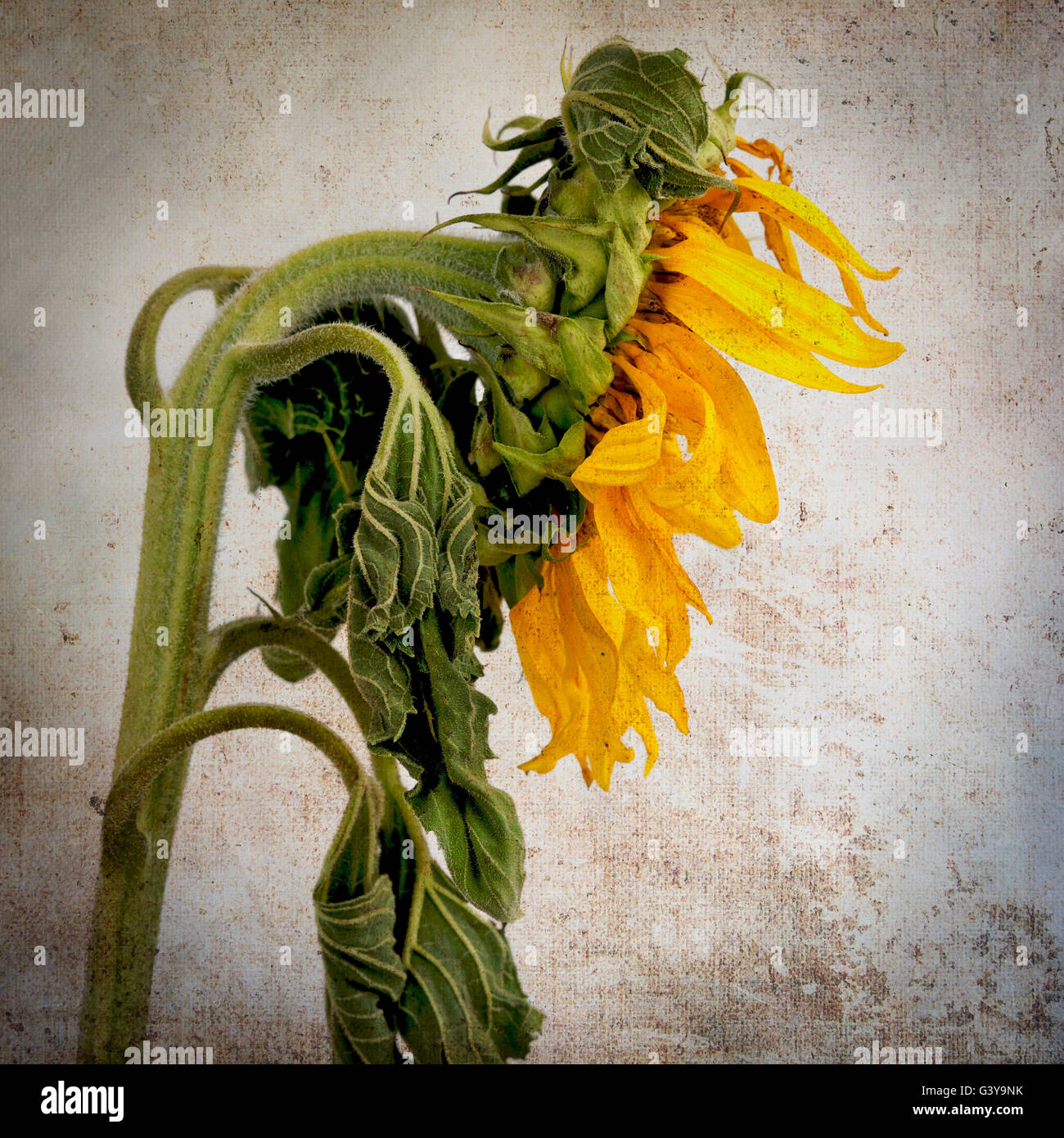 Withered sunflower, vintage-look Stock Photo - Alamy