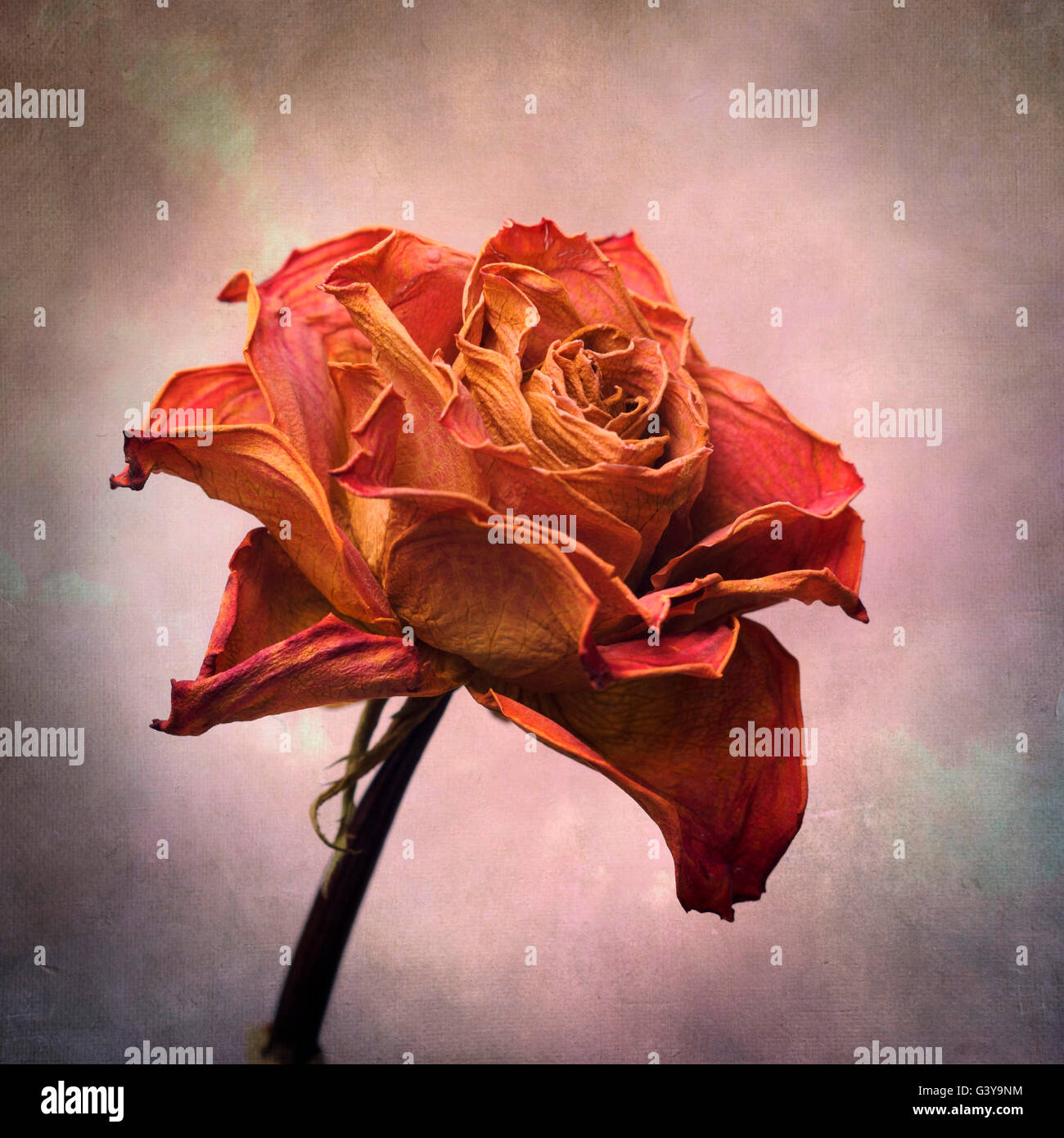 Red rose, vintage-look Stock Photo - Alamy