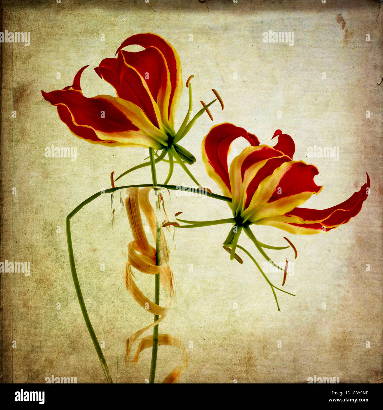 Red lilies, flowers, vintage-look Stock Photo - Alamy