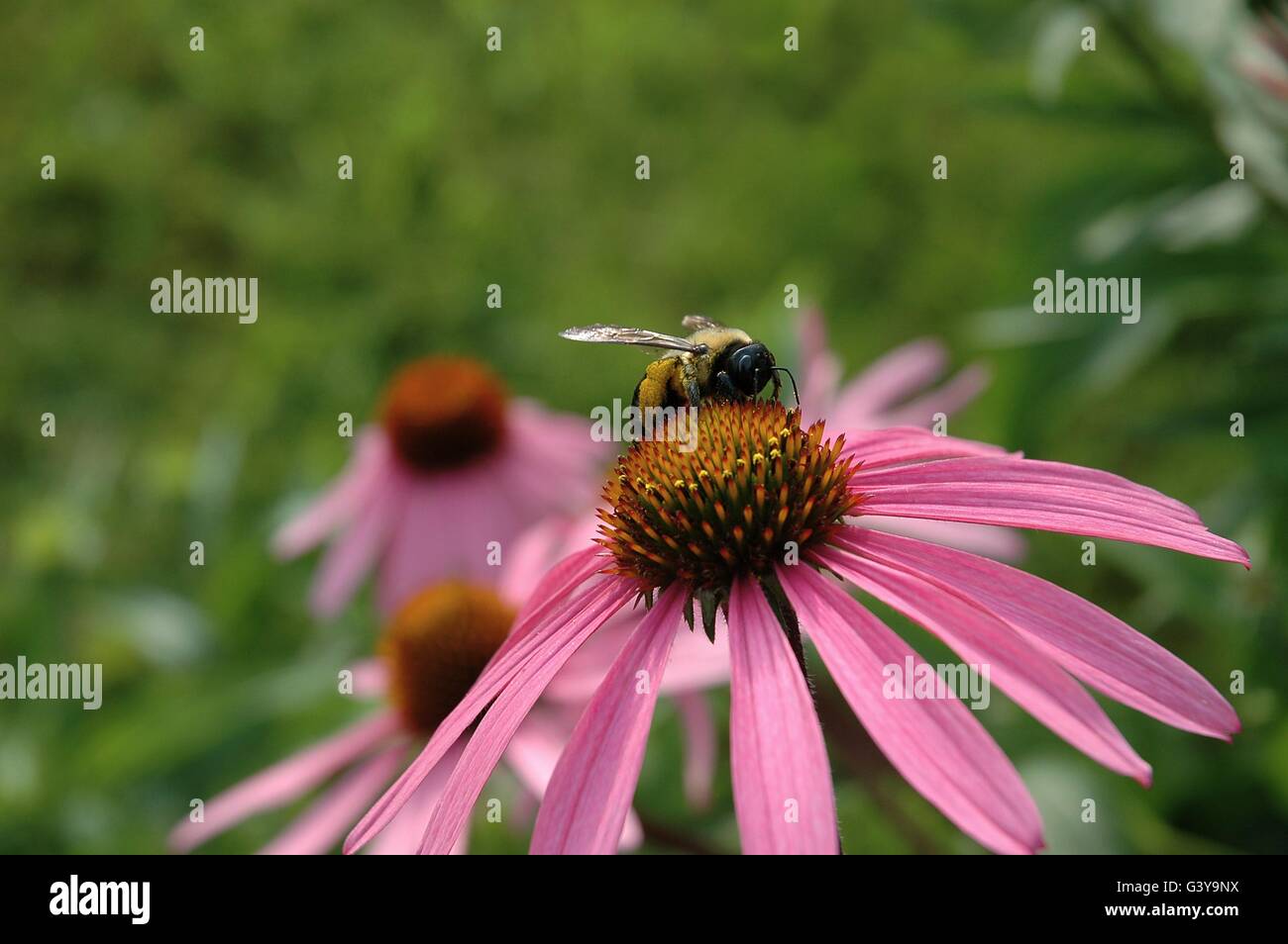 Bumblebee on cone flower hi-res stock photography and images - Alamy