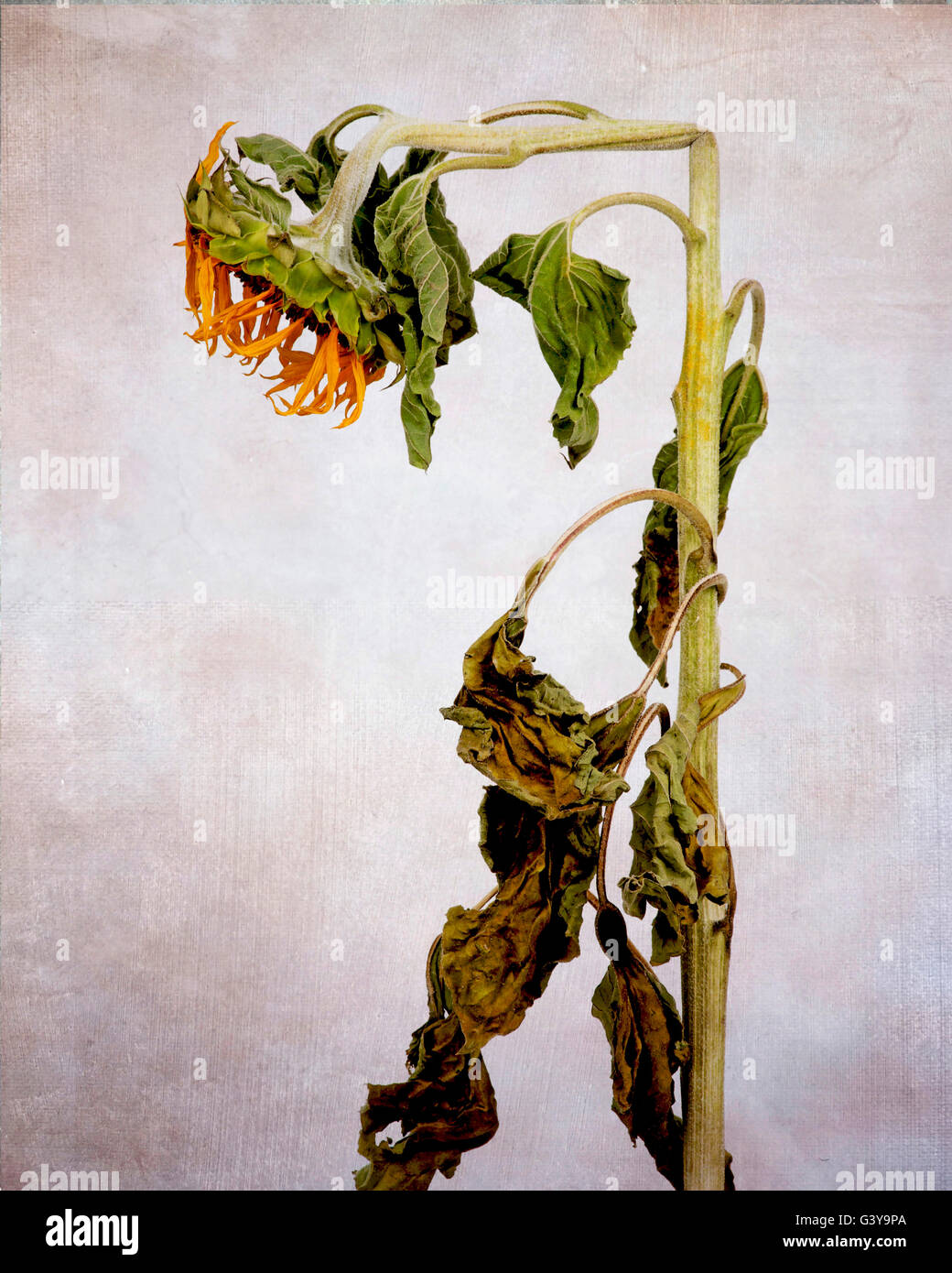 Withered sunflower, vintage-look Stock Photo - Alamy