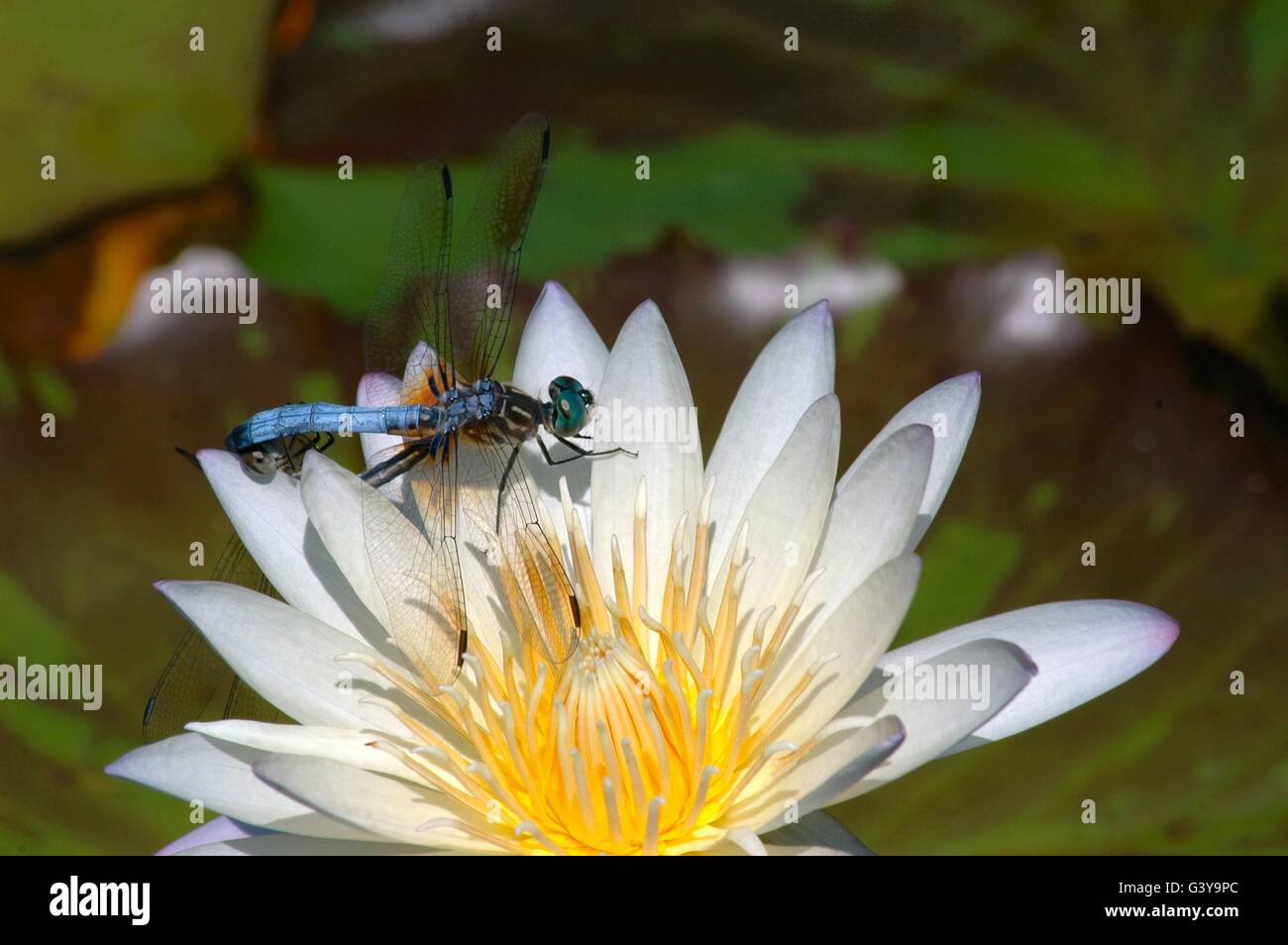 Dragonfly resting on lotus flower hi-res stock photography and images ...