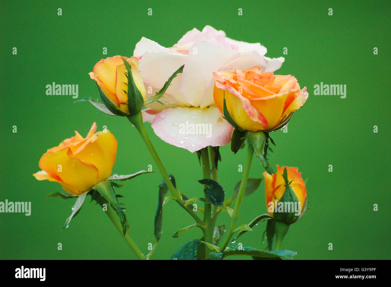 Five leaf roses hi-res stock photography and images - Alamy