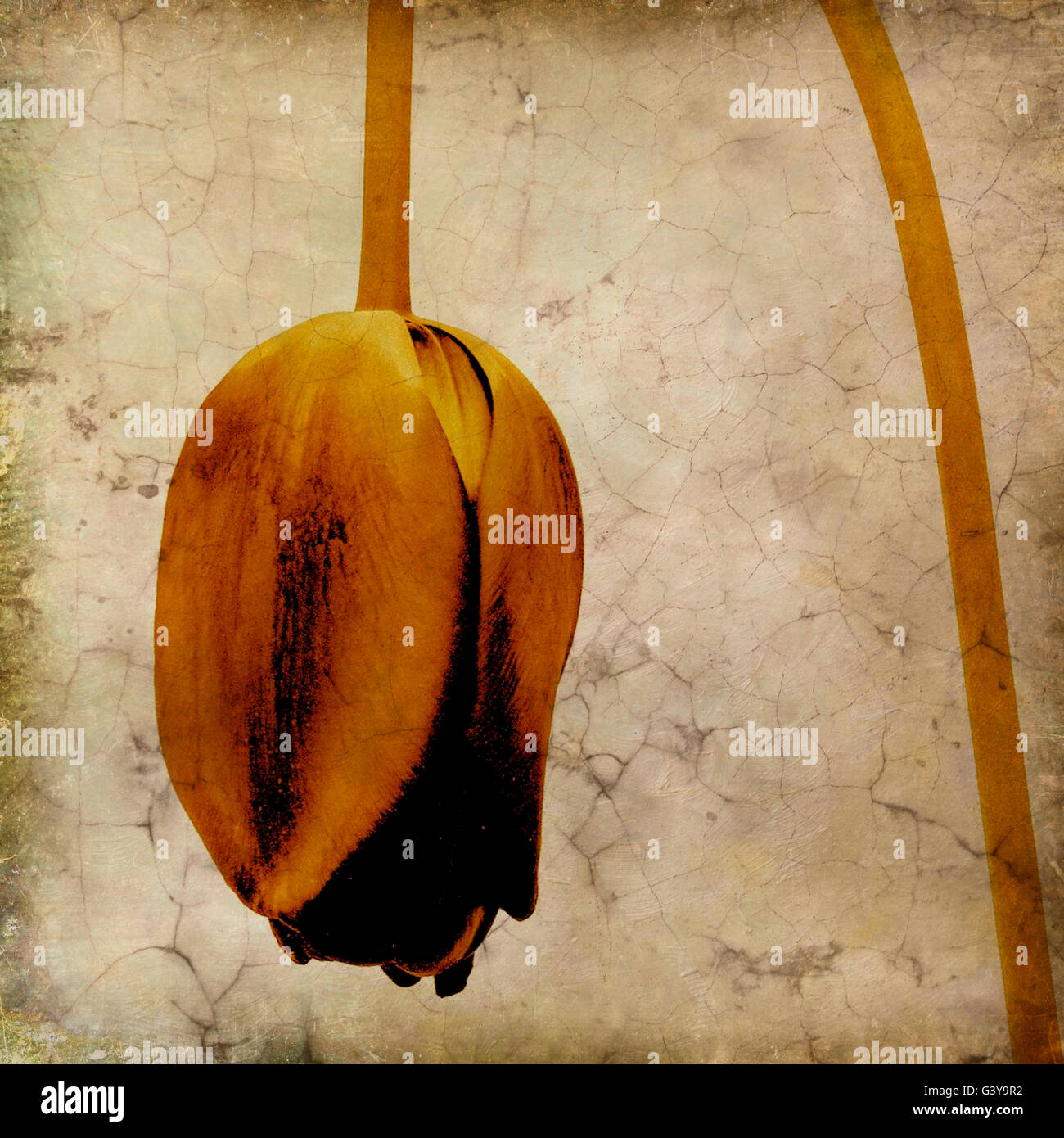 Withered tulip flower, vintage-look Stock Photo - Alamy