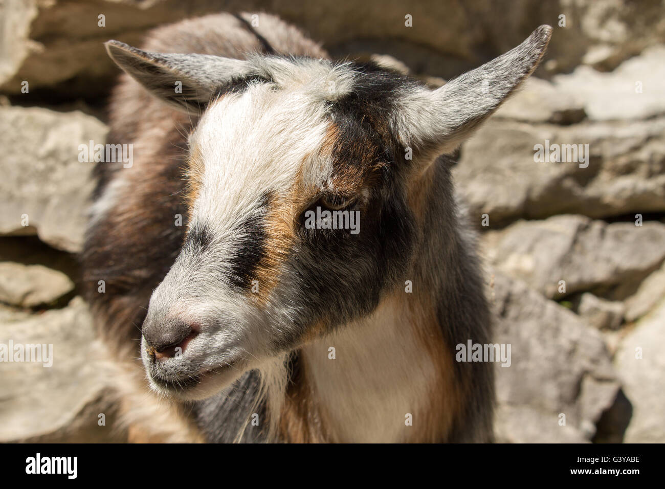 The happy goat hi-res stock photography and images - Alamy