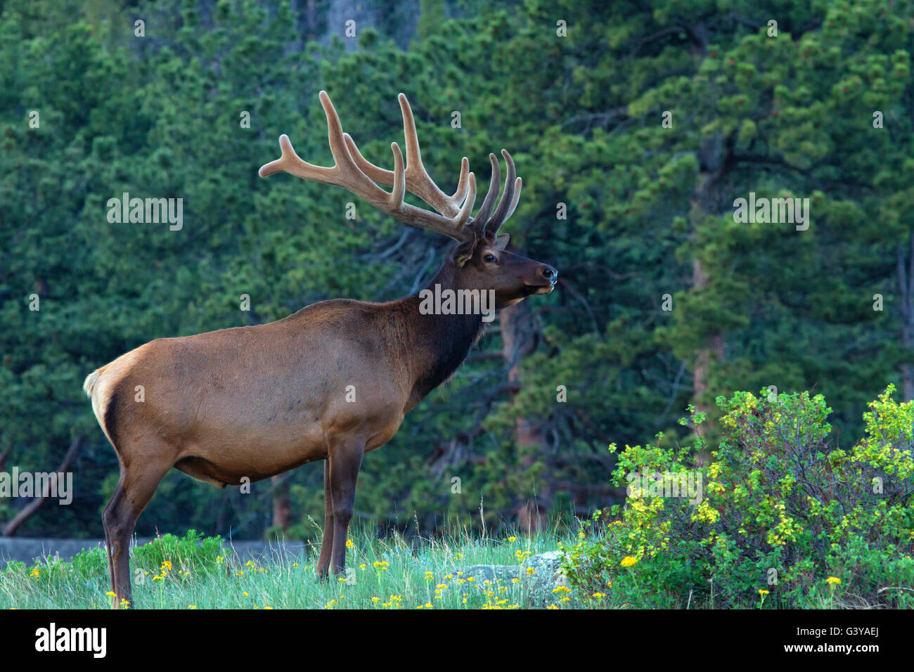 Full body Bull Elk standing in the trees Stock Photo - Alamy