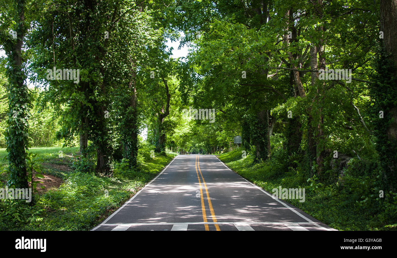 Canopy road hi-res stock photography and images - Alamy