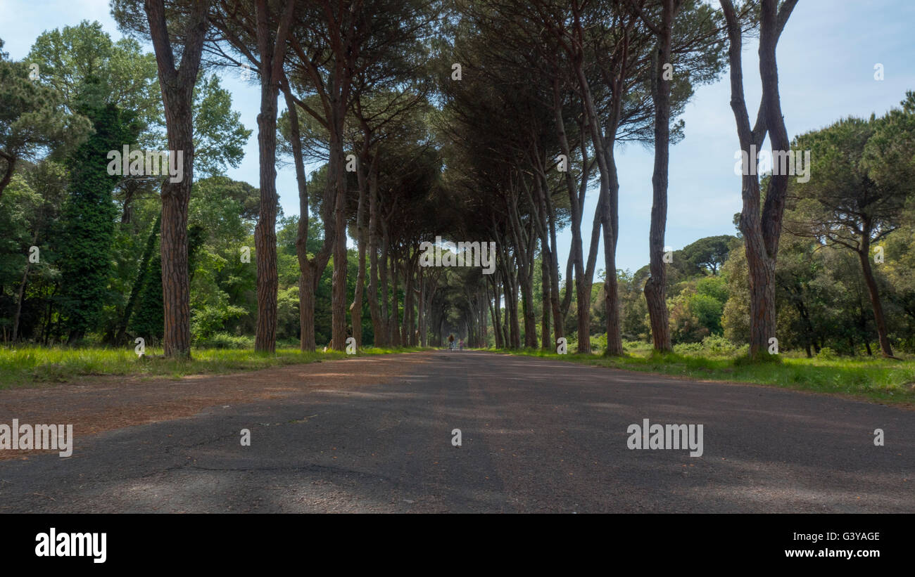 Dirt road and avenue in italy the late summer Stock Photo - Alamy