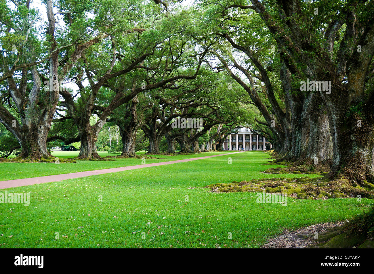 300 year old oak tree hi-res stock photography and images - Alamy