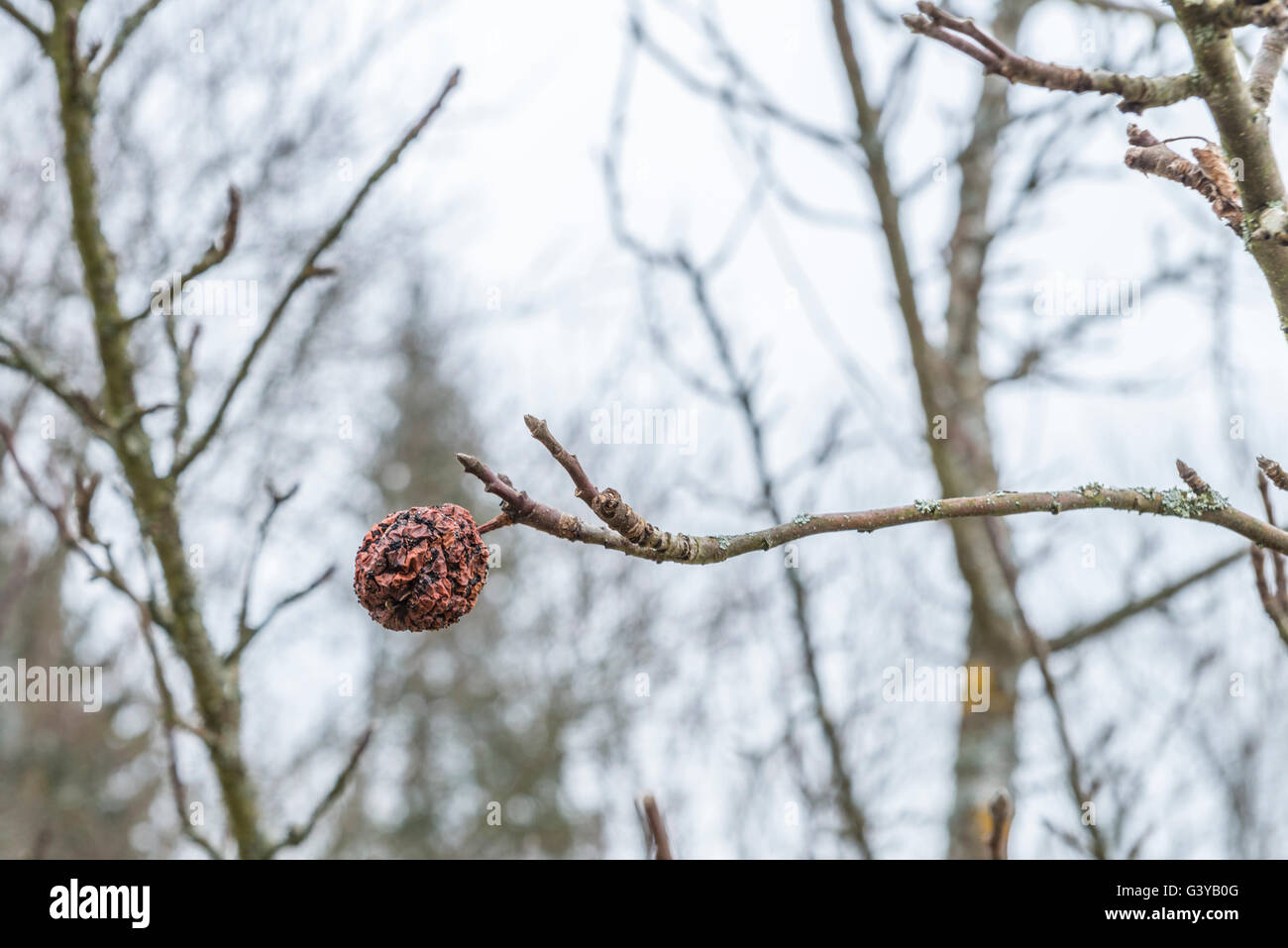 Apple tree without leaves hi-res stock photography and images - Alamy
