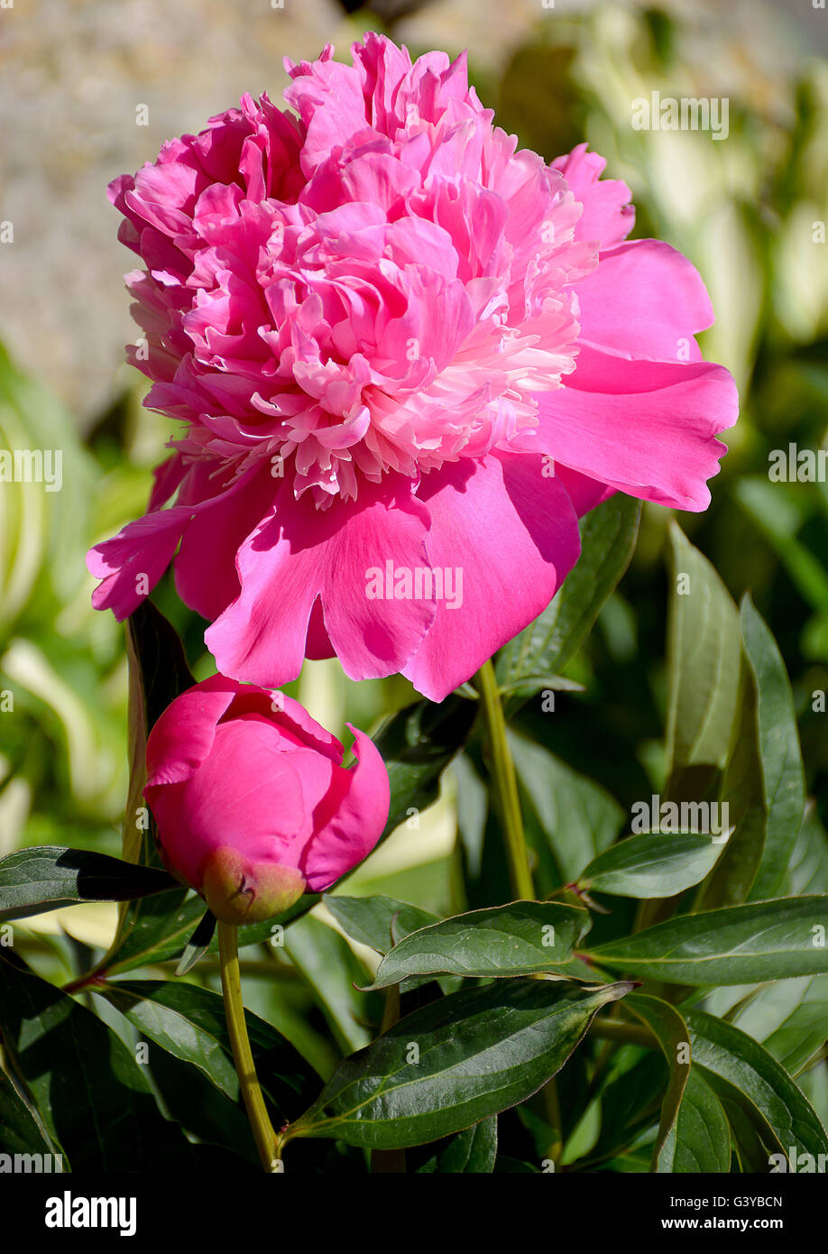 Beautiful flowers of peonies summer day Stock Photo - Alamy