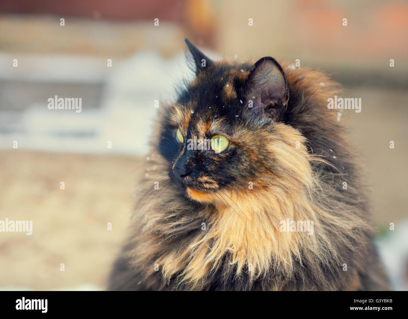 Portrait of siberian longhair tortoiseshell cat outdoors Stock Photo ...