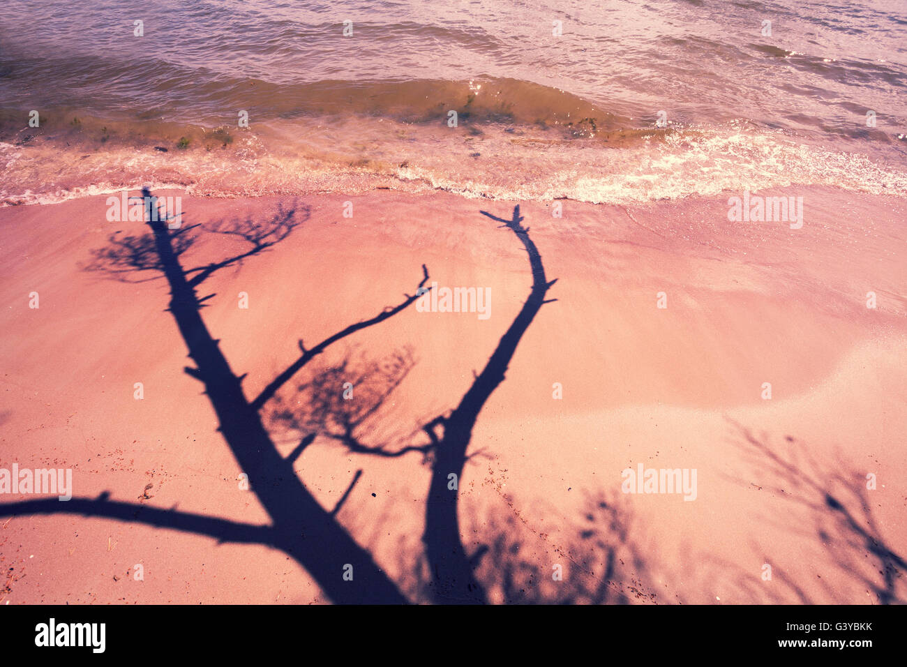 Dead tree yellow water hi-res stock photography and images - Alamy