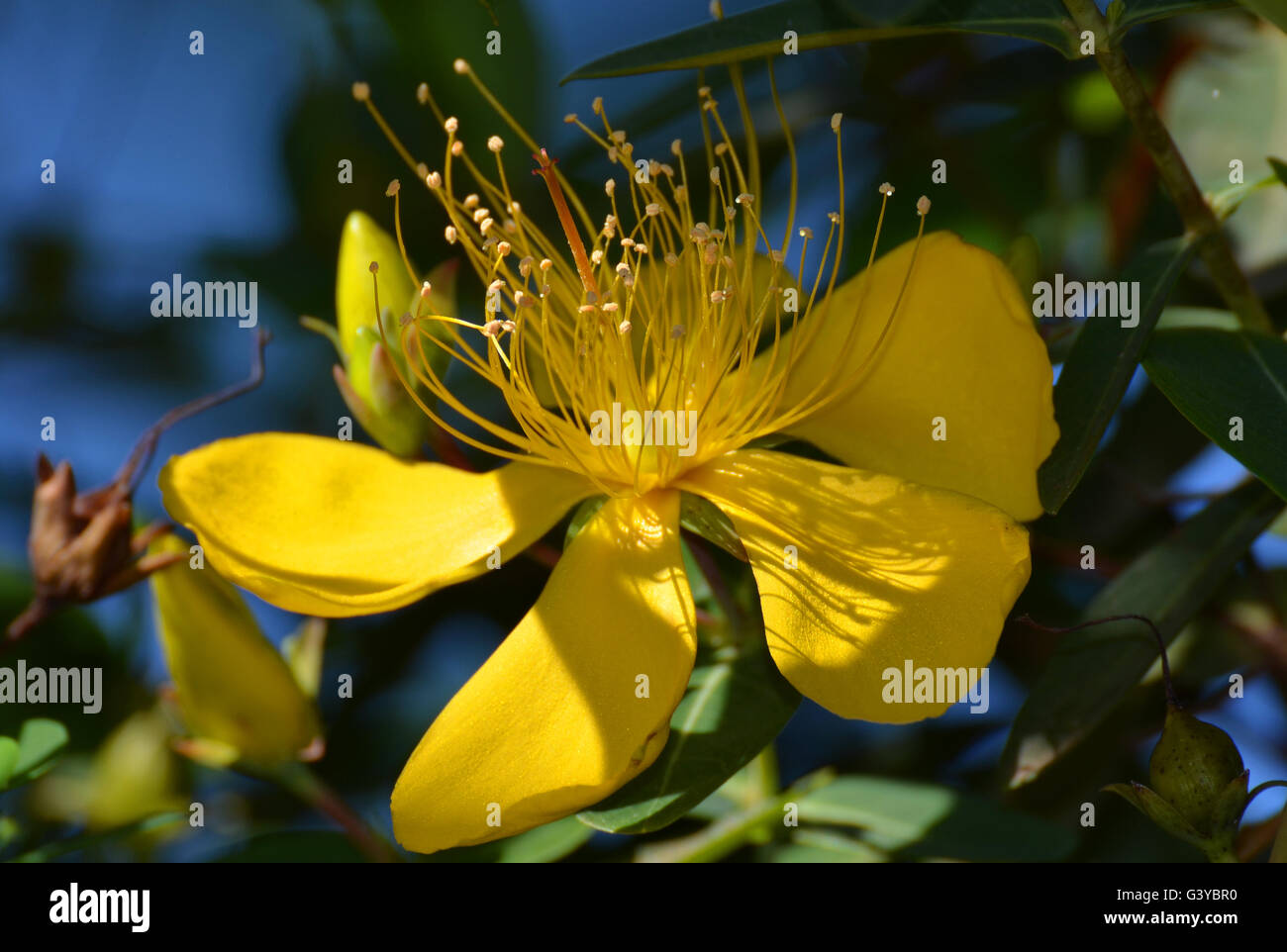 The flower of the St John's Wort plant Stock Photo - Alamy