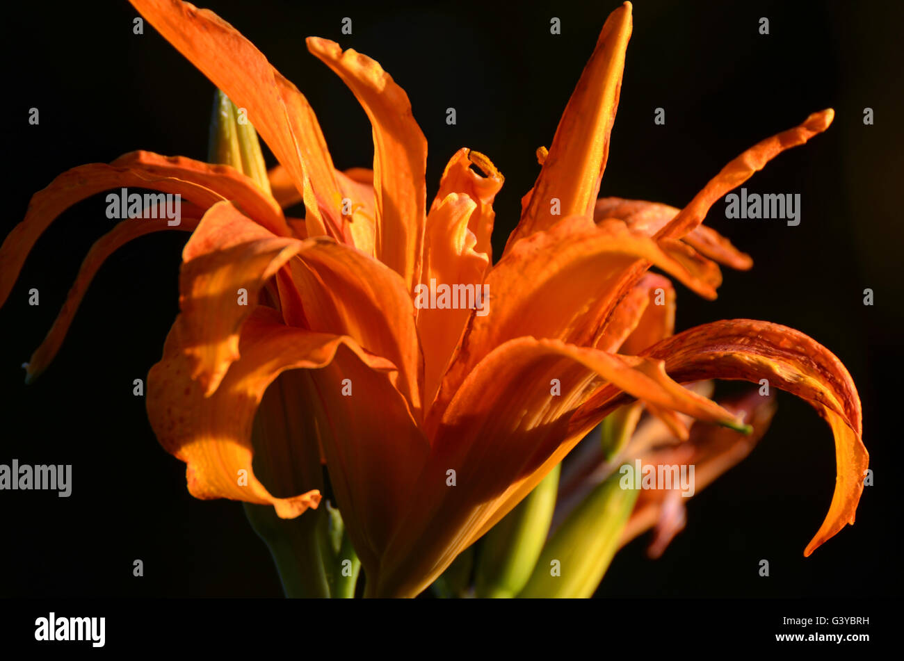 A gorgeous Day Lilly, so named because their blooms last for a day ...