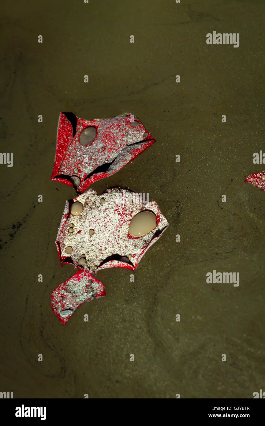 Crushed rose petals hi-res stock photography and images - Alamy