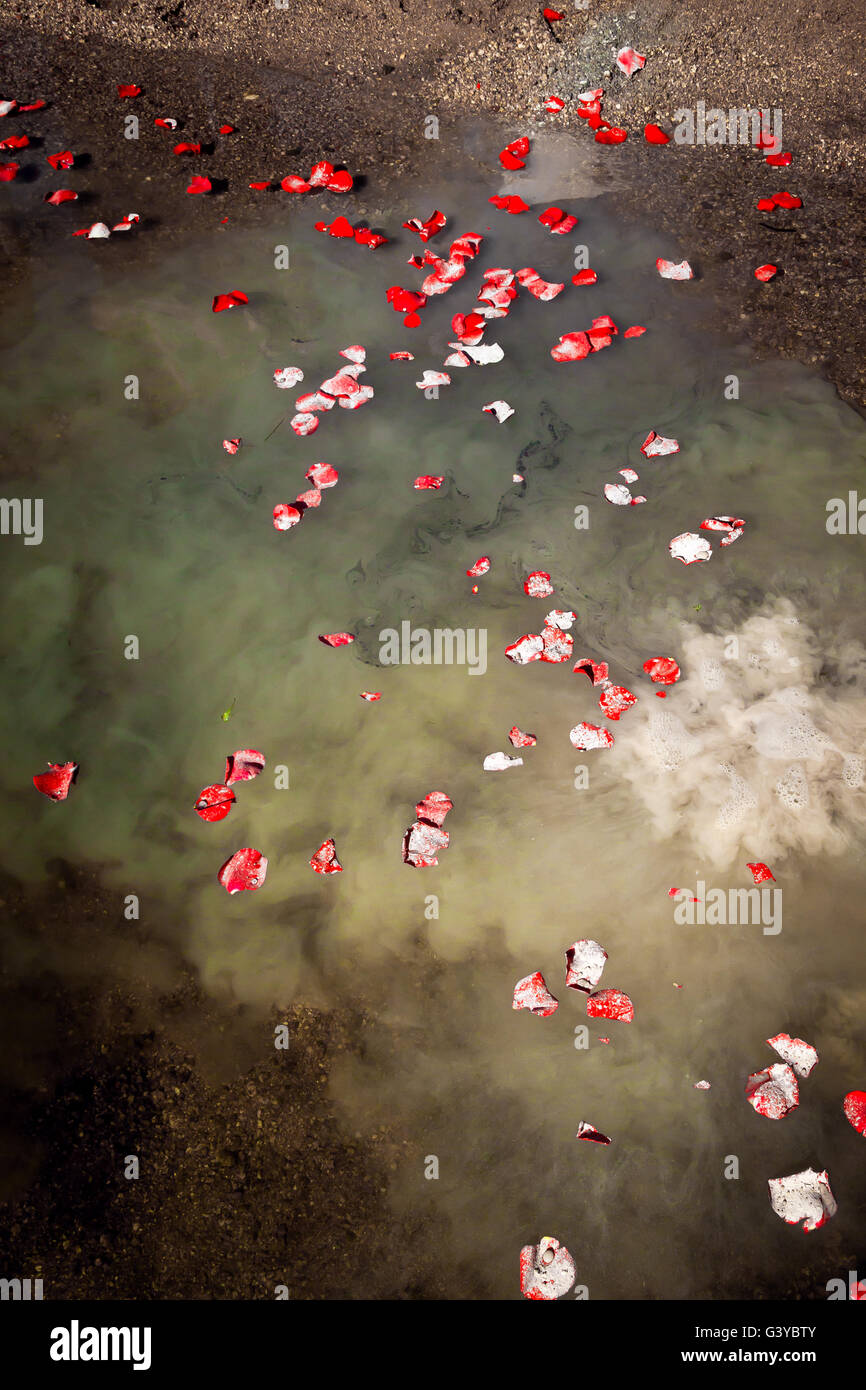 The ashes of a loved one float on a lake at the edge of a shore. The ...