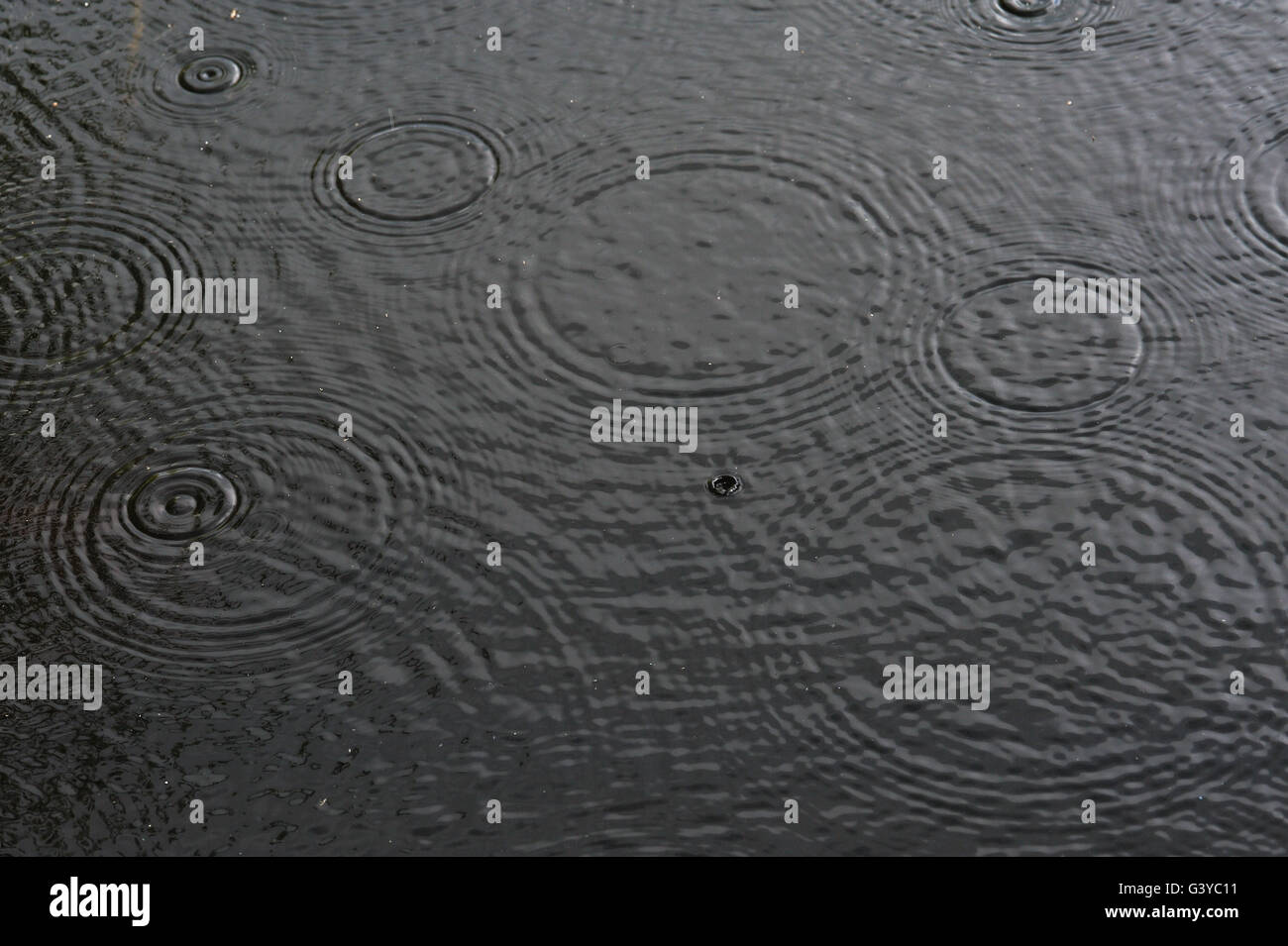 Circles of rain on the surface of a forest pond Stock Photo - Alamy