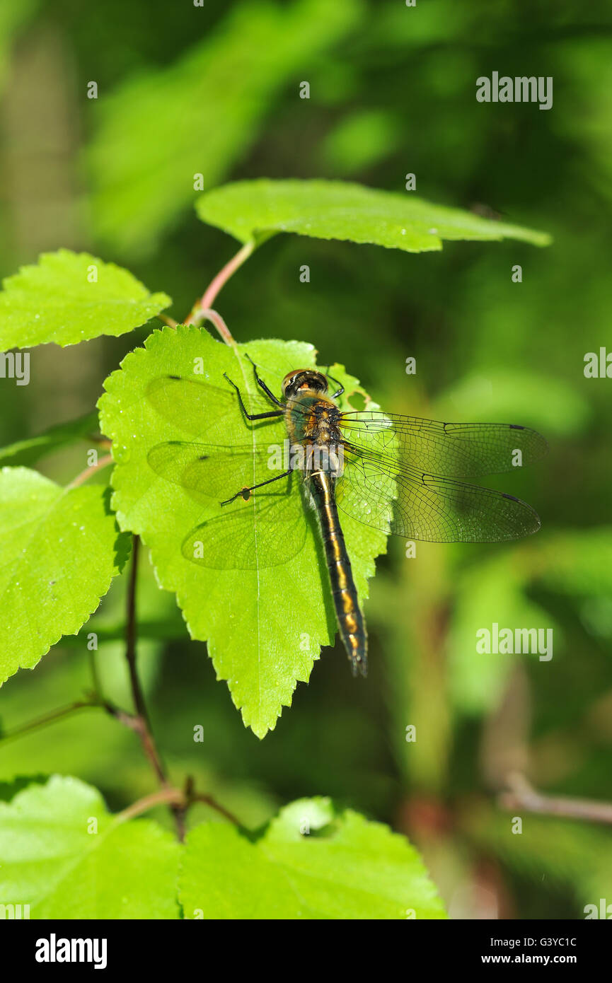 Dragonfly up close hi-res stock photography and images - Alamy