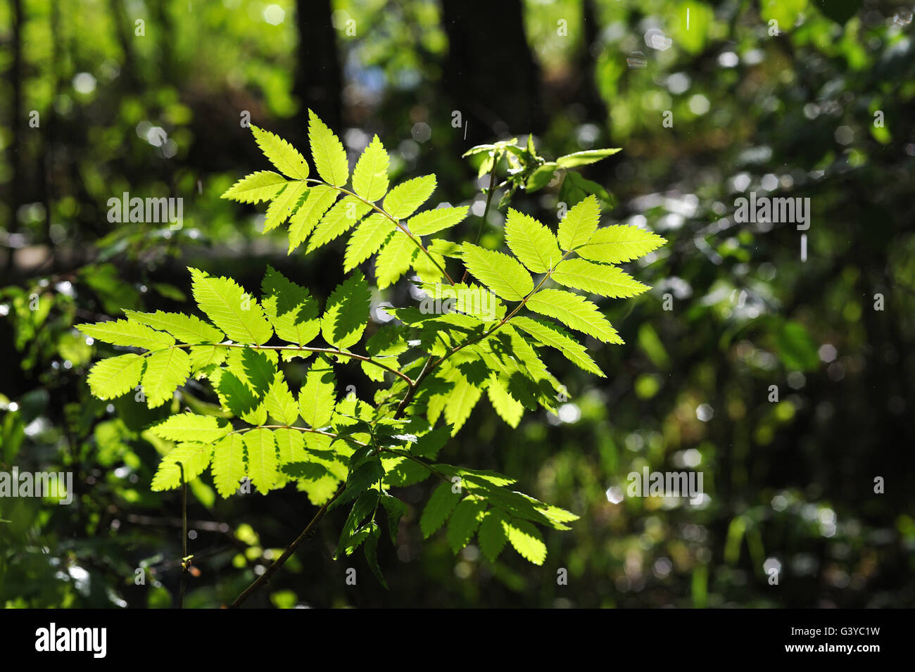 Close up of rowan tree leaves in taiga forest Stock Photo - Alamy