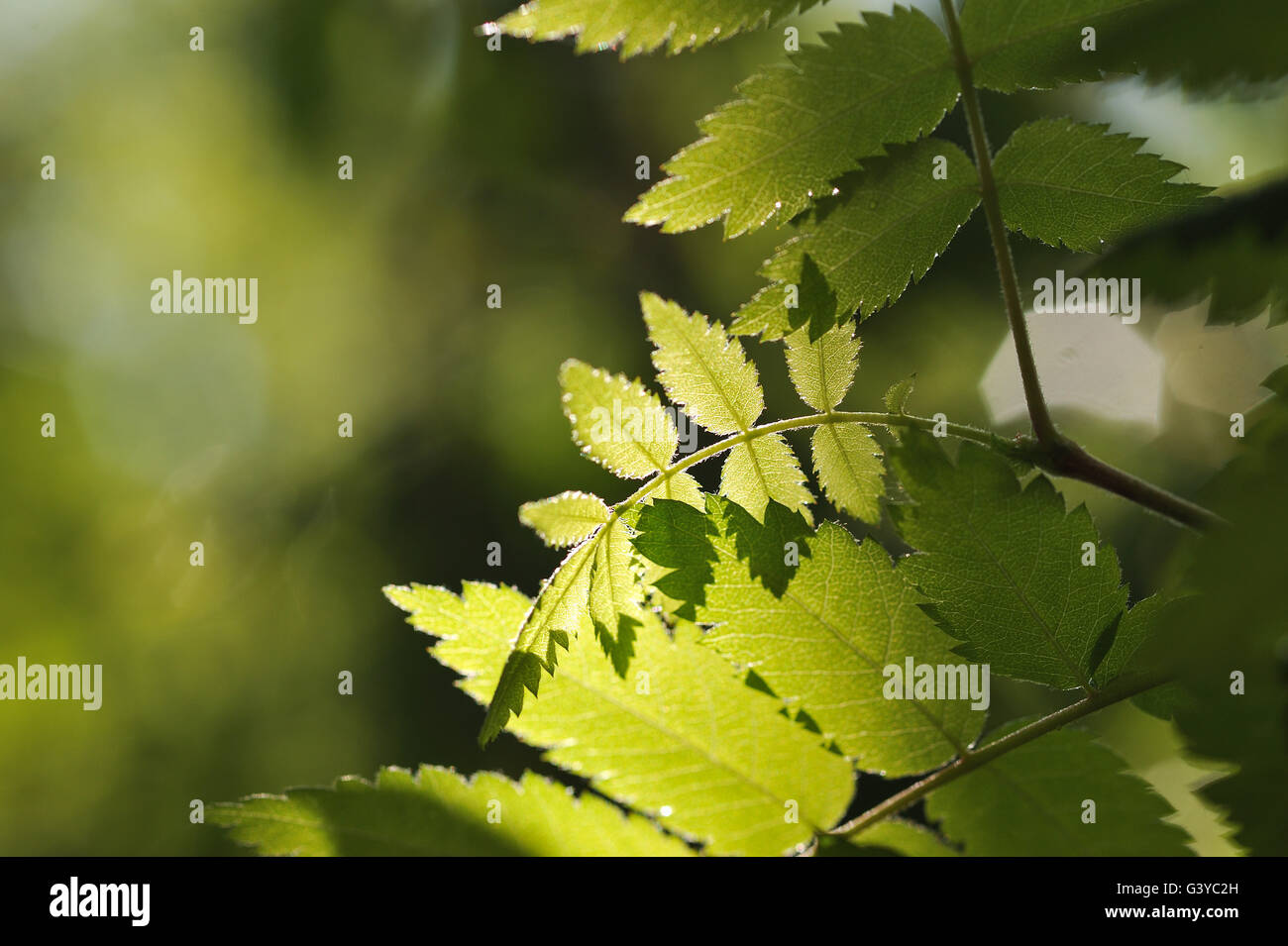 Rowan tree leaves hi-res stock photography and images - Alamy