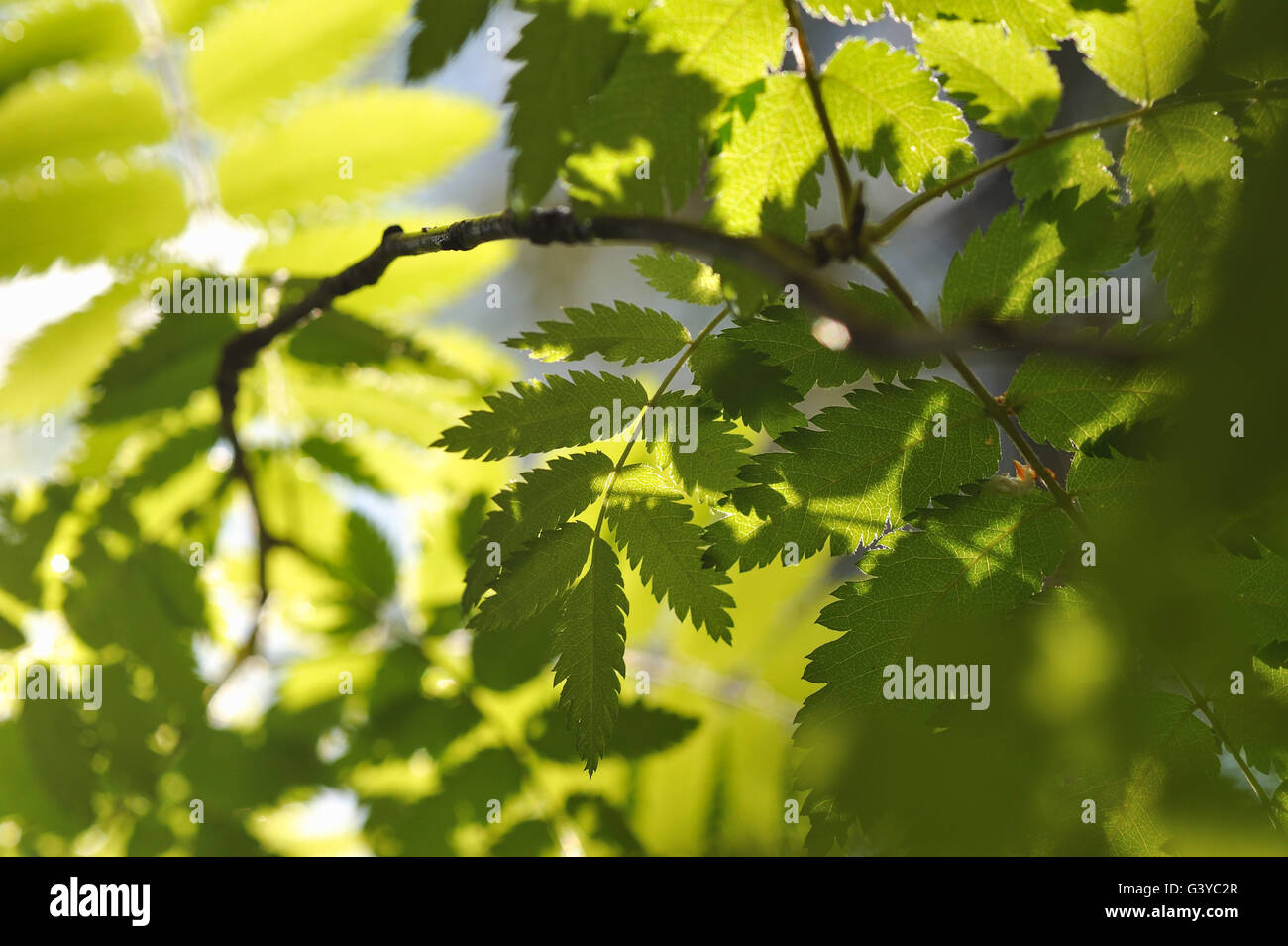 Rowan tree leaves hi-res stock photography and images - Alamy