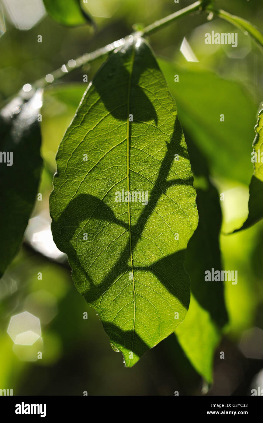 Close up of fresh green leaf with shadow of tree branch Stock Photo - Alamy