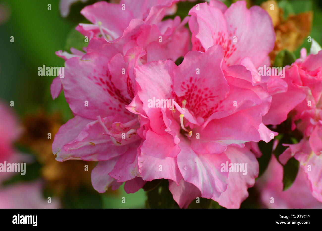 Pink Azalea blossoms Stock Photo - Alamy