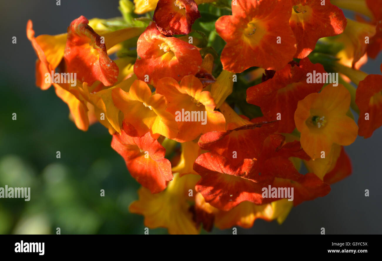 Glorious colours of the Marmalade bush, aka Fire bush Stock Photo - Alamy