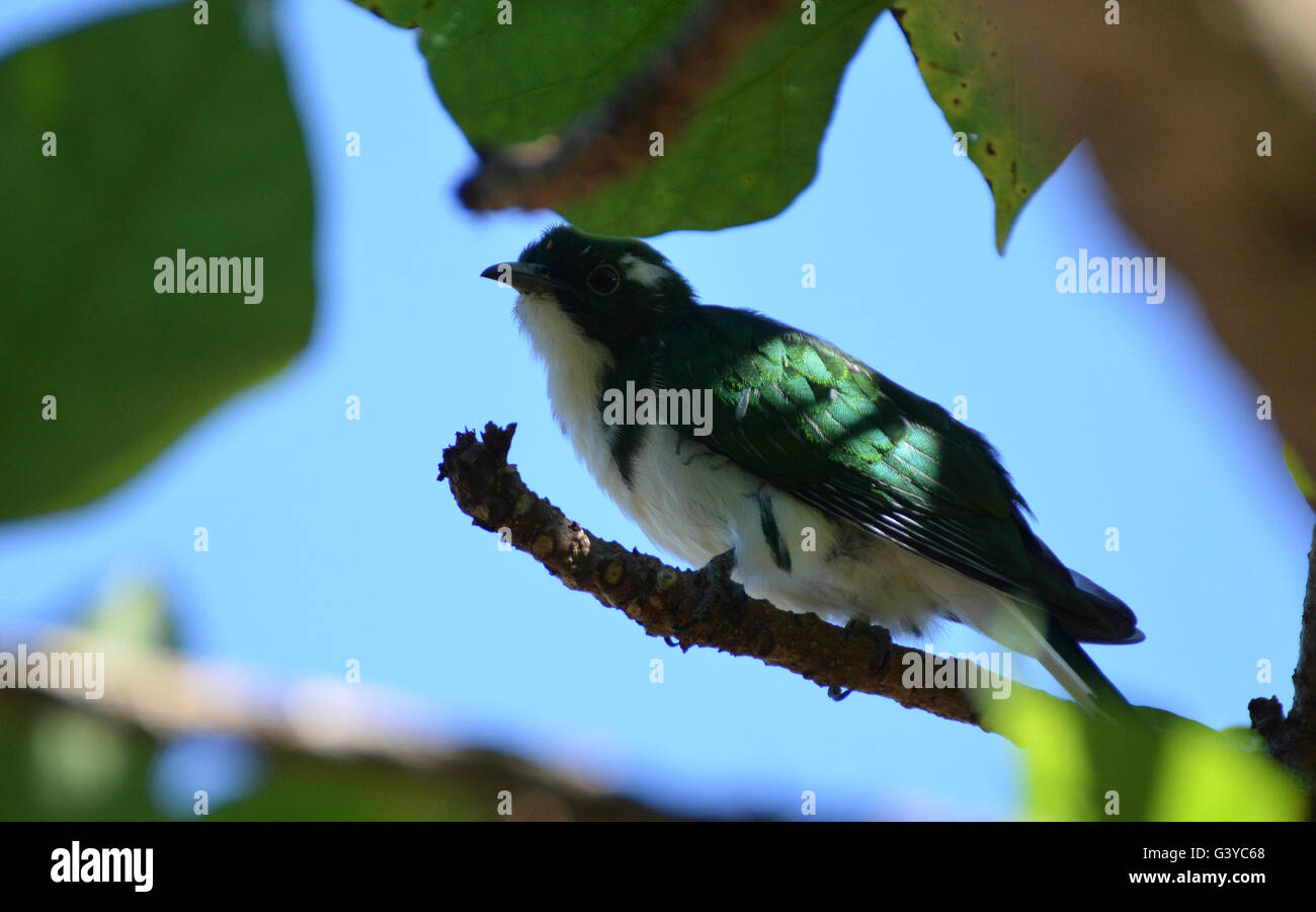 A juvenile female Diedericks Cuckoo Stock Photo - Alamy