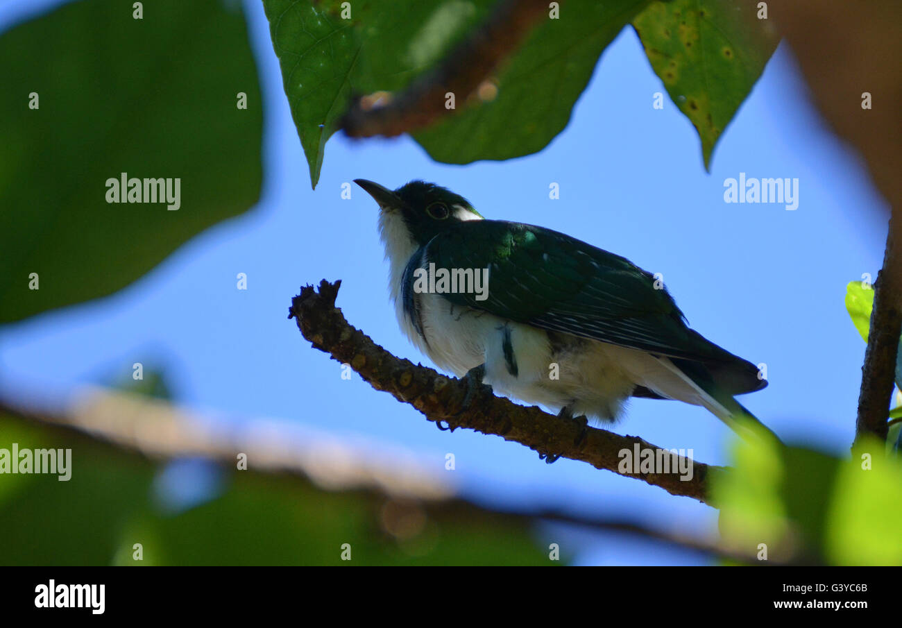 Juvenile female Diedericks Cuckoo Stock Photo - Alamy