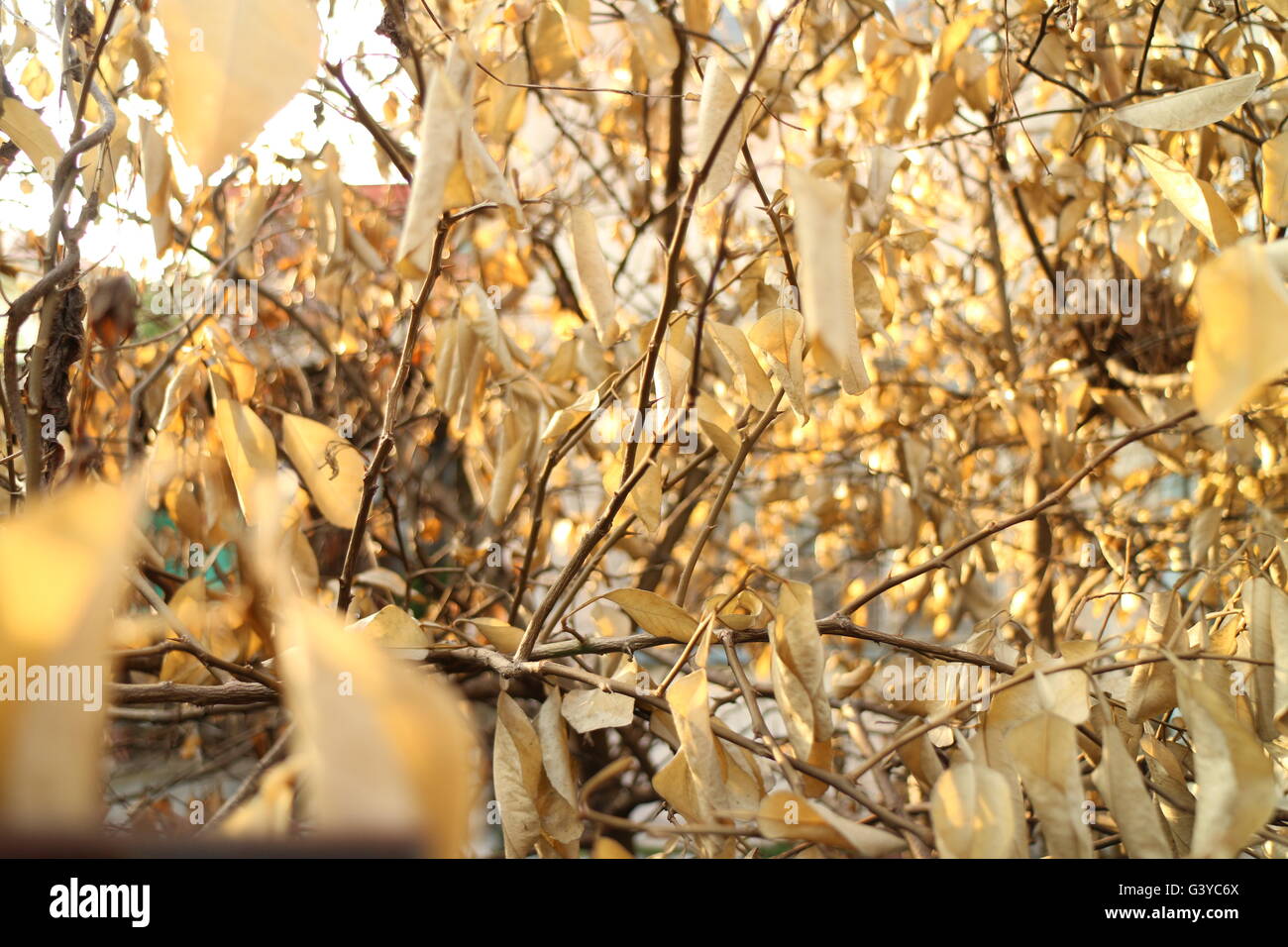 Burnt Leaves High Resolution Stock Photography and Images - Alamy