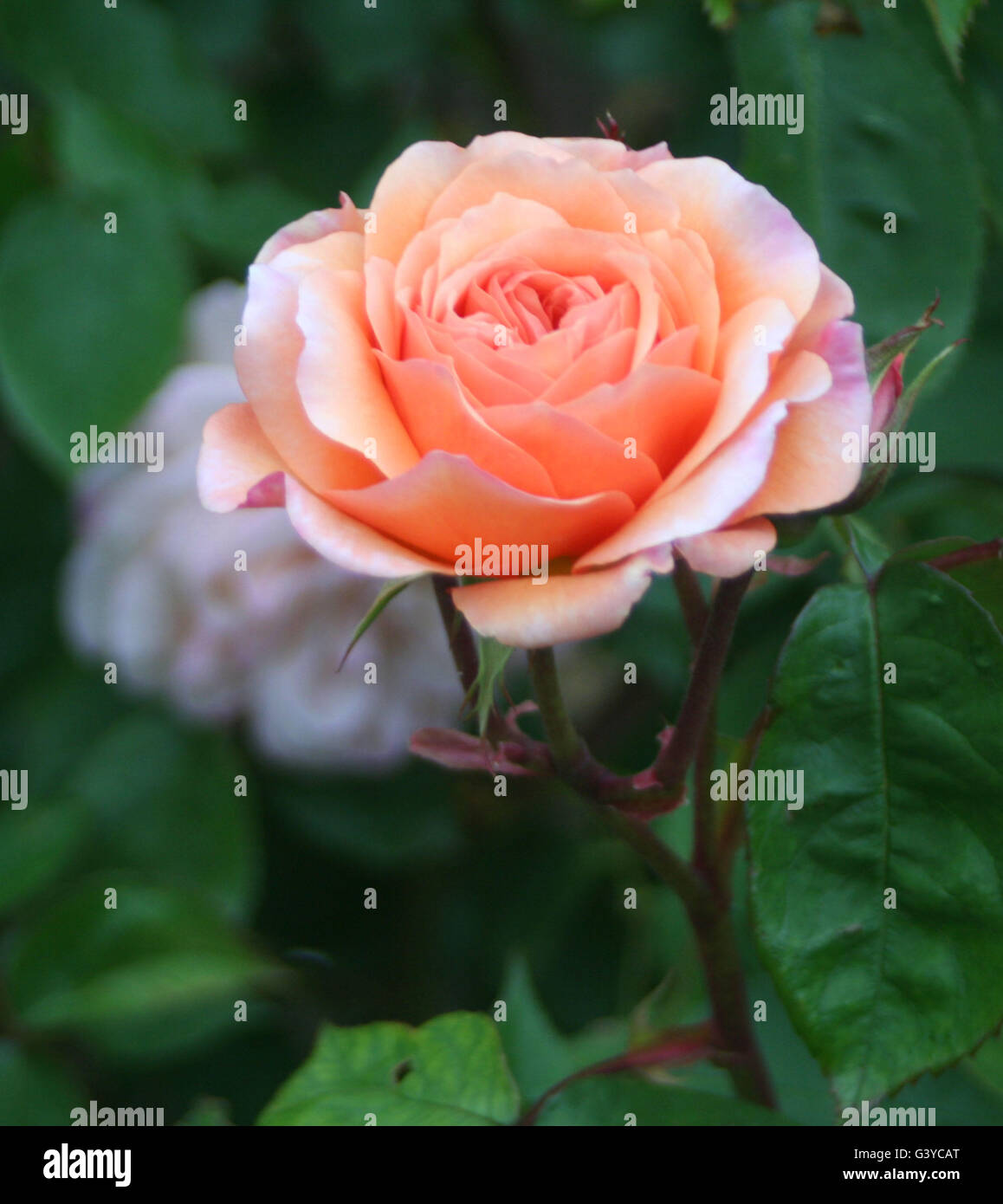 Highdown garden rose hi-res stock photography and images - Alamy