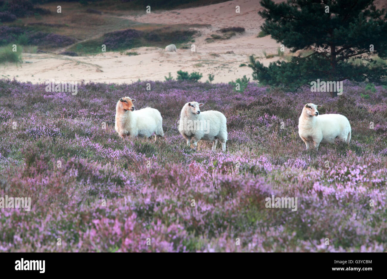 Pink sheep hi-res stock photography and images - Alamy