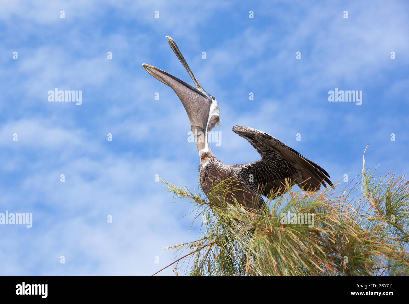 The pelican stretching on a top of a tree (Little Stirrup Cay, The ...