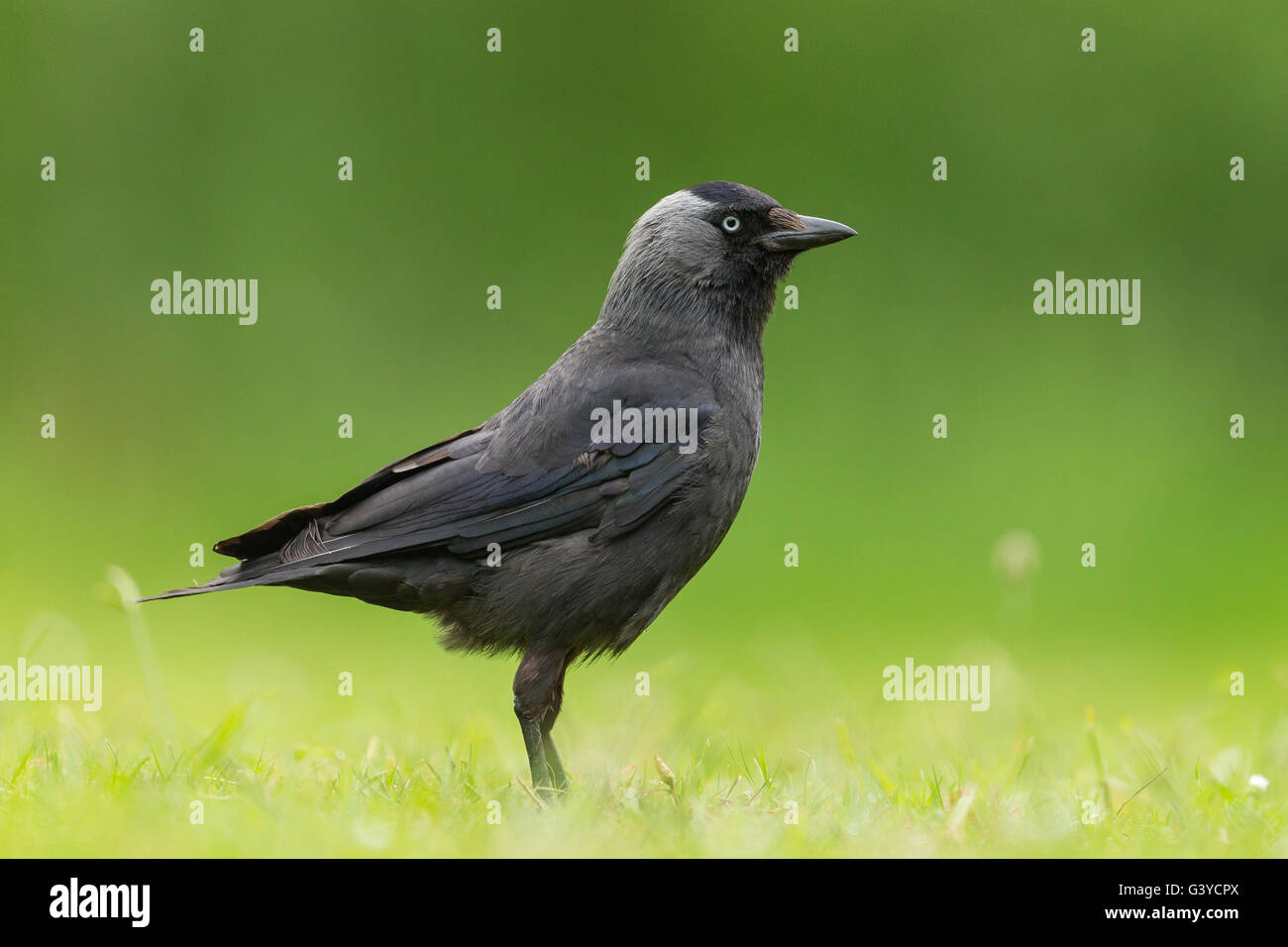Jackdaw uk hi-res stock photography and images - Alamy